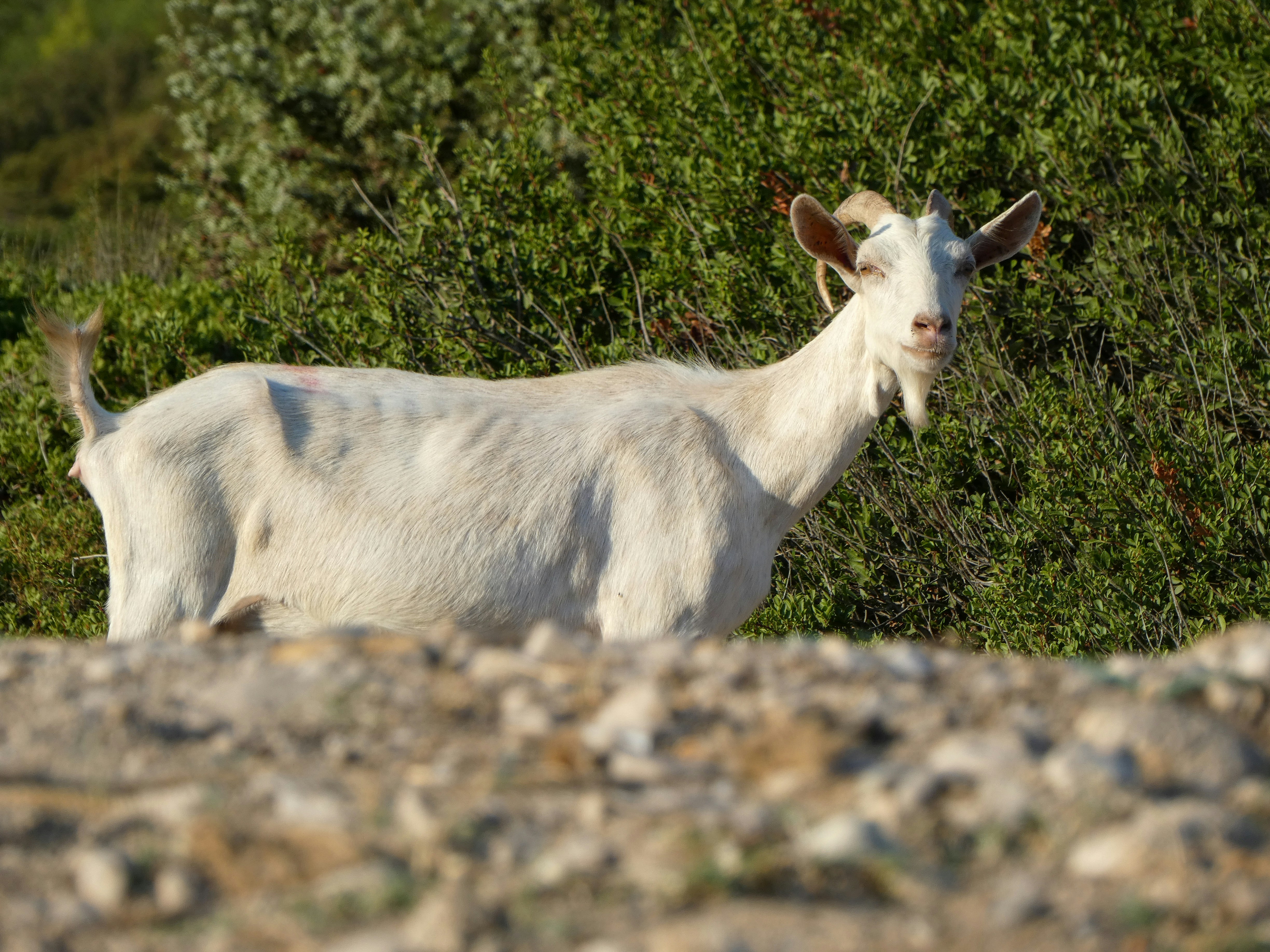 White goat standing on rocky ground with lush greenery in the background.