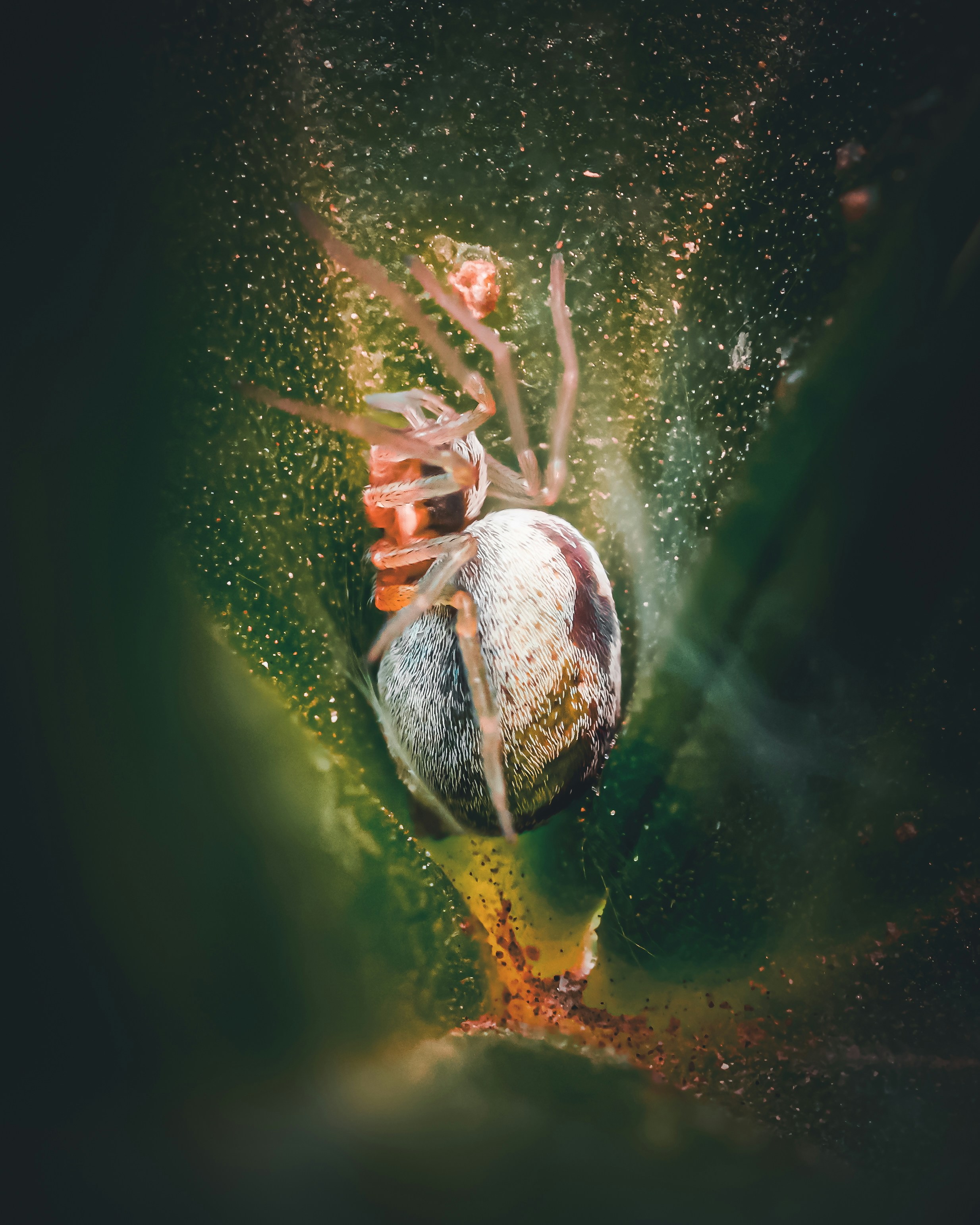 Tiny Arachnid Amidst Dewy Foliage