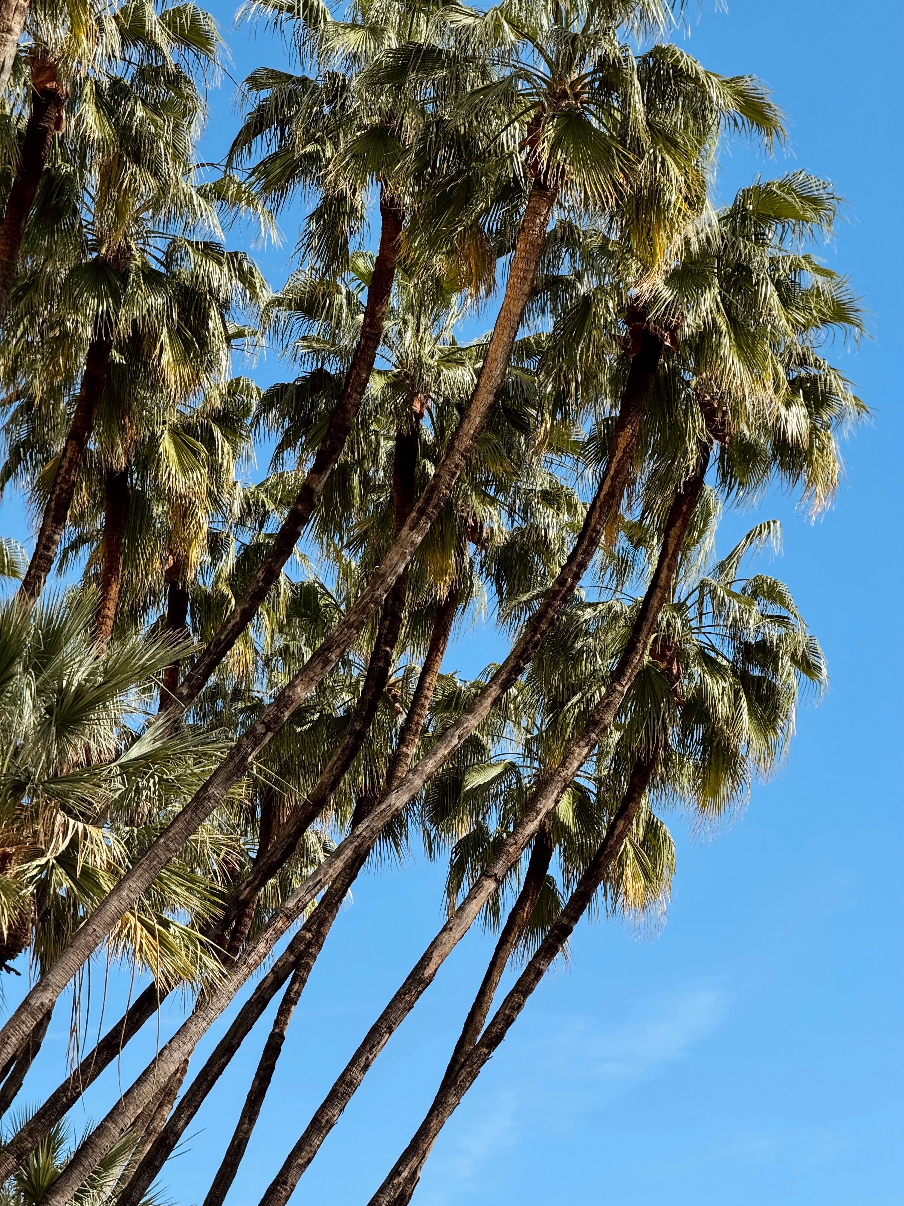 Cerulean Sky, Diagonal Palms: A Tropical Canopy Portrait