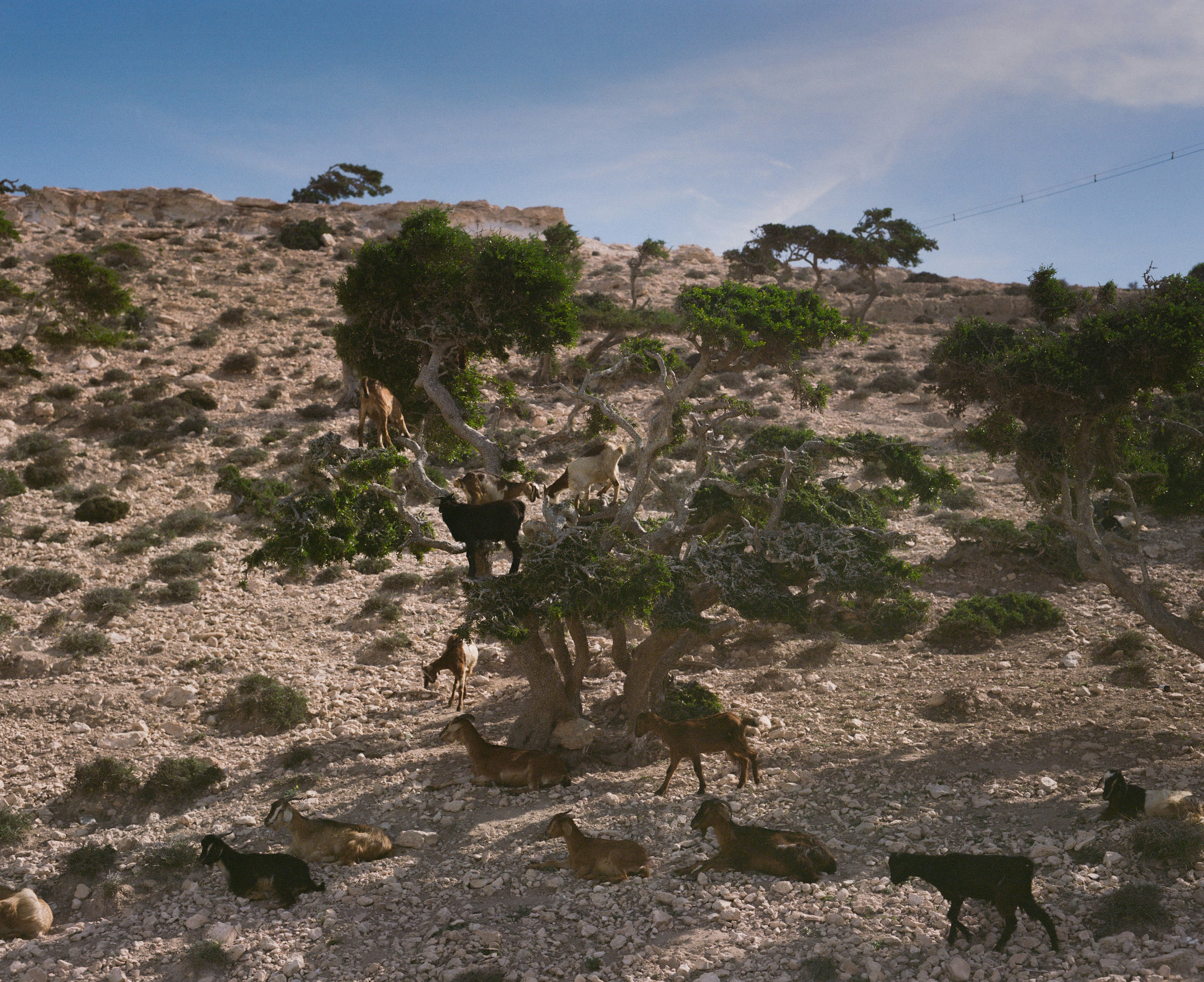Goats graze on a hillside with sparse trees. photo – Free Forest Image ...