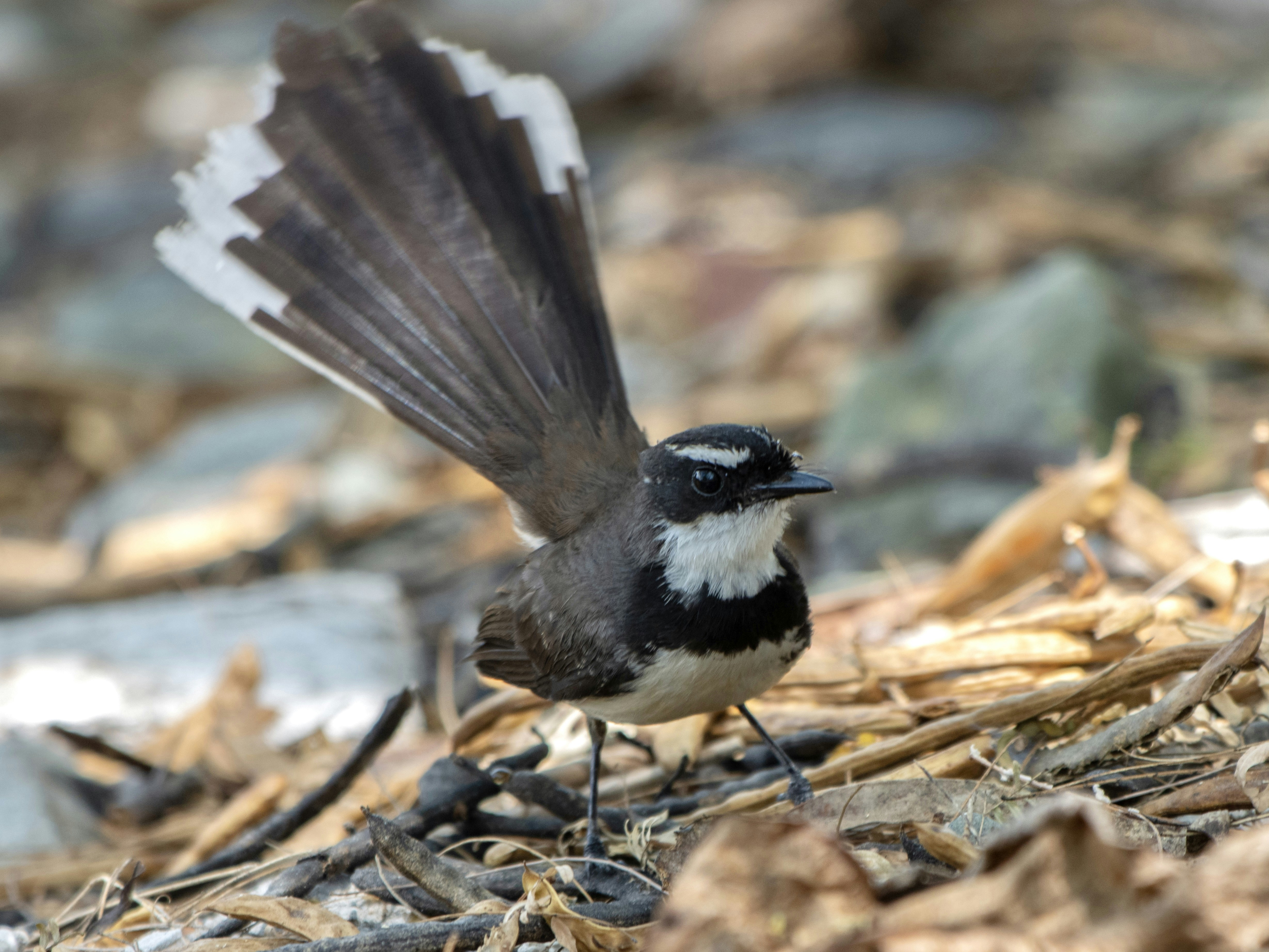 A white-tailed fantail bird is standing on the ground. photo – Free ...