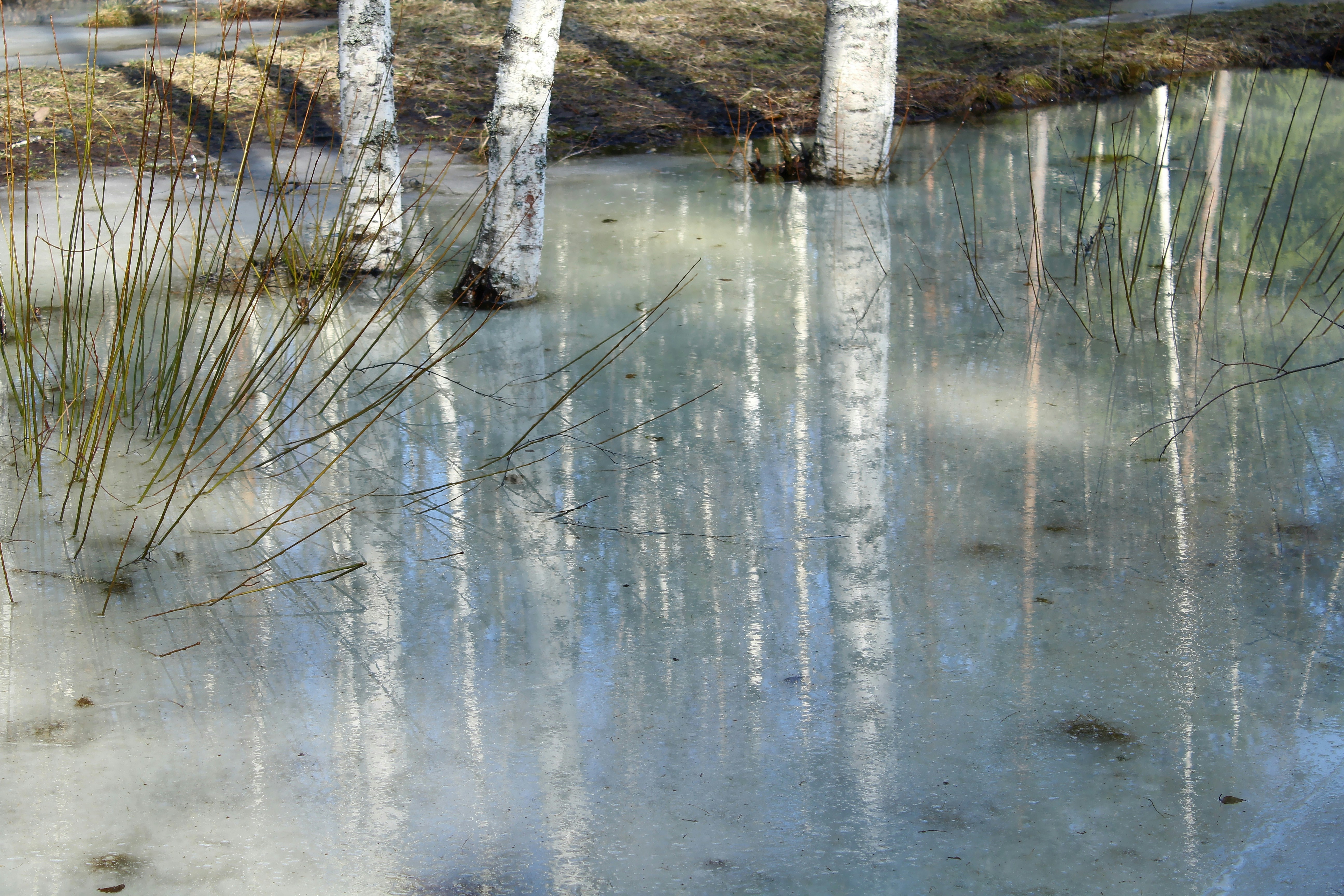 Birch trees reflected in a serene, shallow pond surrounded by sparse grasses.