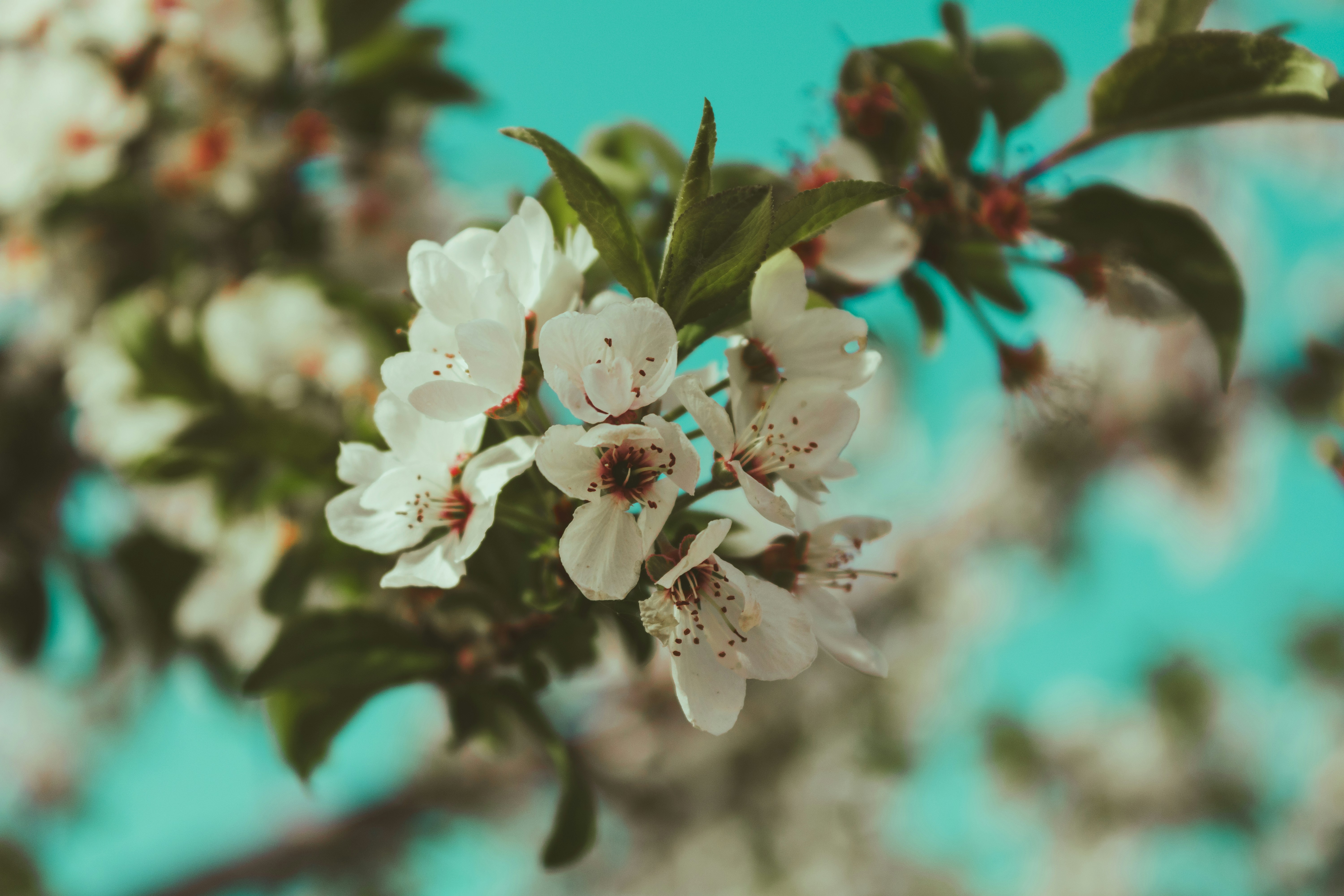 Blossoms in Focus Against a Teal Sky