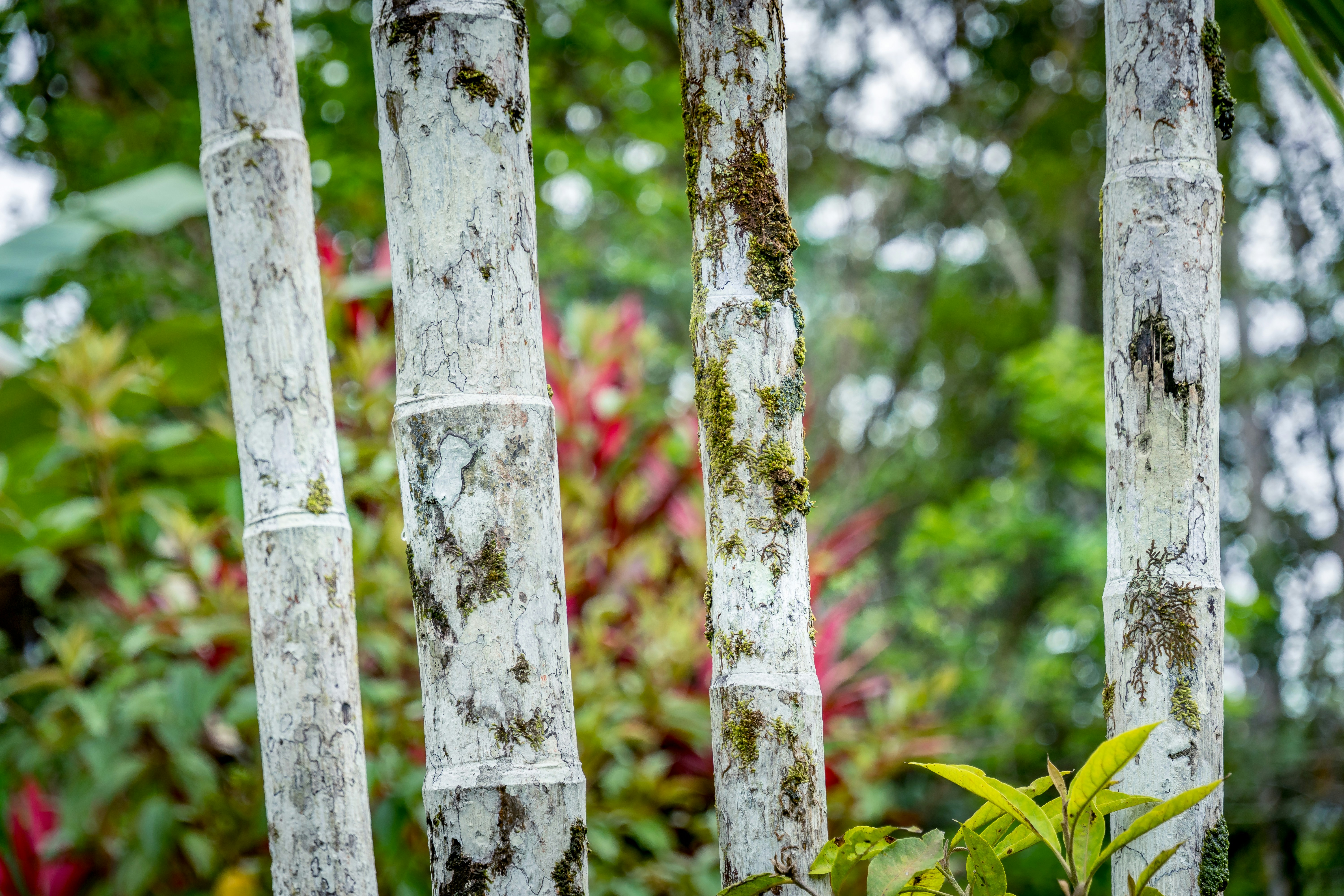 Limon Costa Rica Pictures | Download Free Images on Unsplash