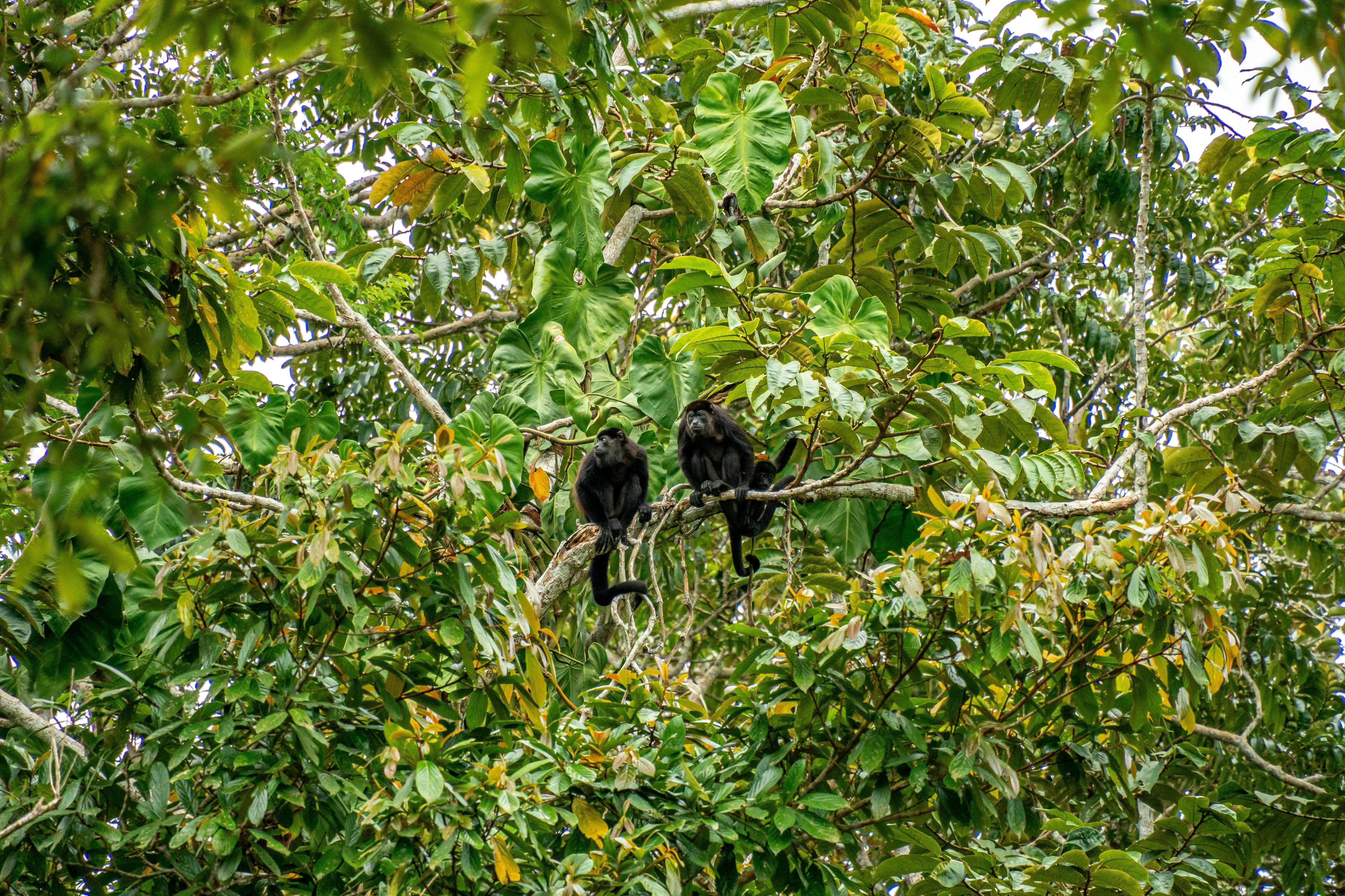 Two black monkeys sit in a leafy tree. photo – Free Wallpaper Image on ...