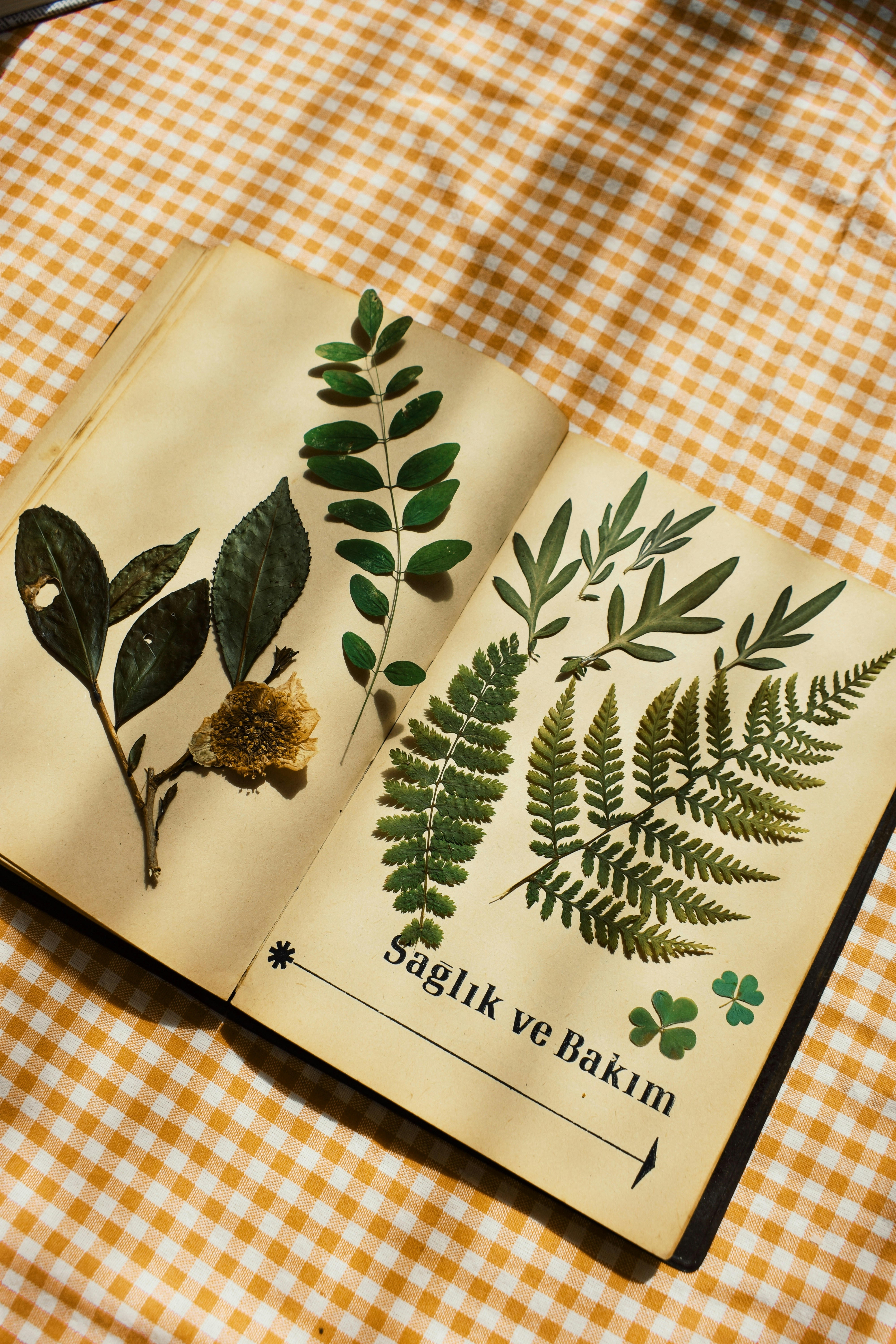 Pressed plants are displayed in an open book. photo – Free Flower Image ...