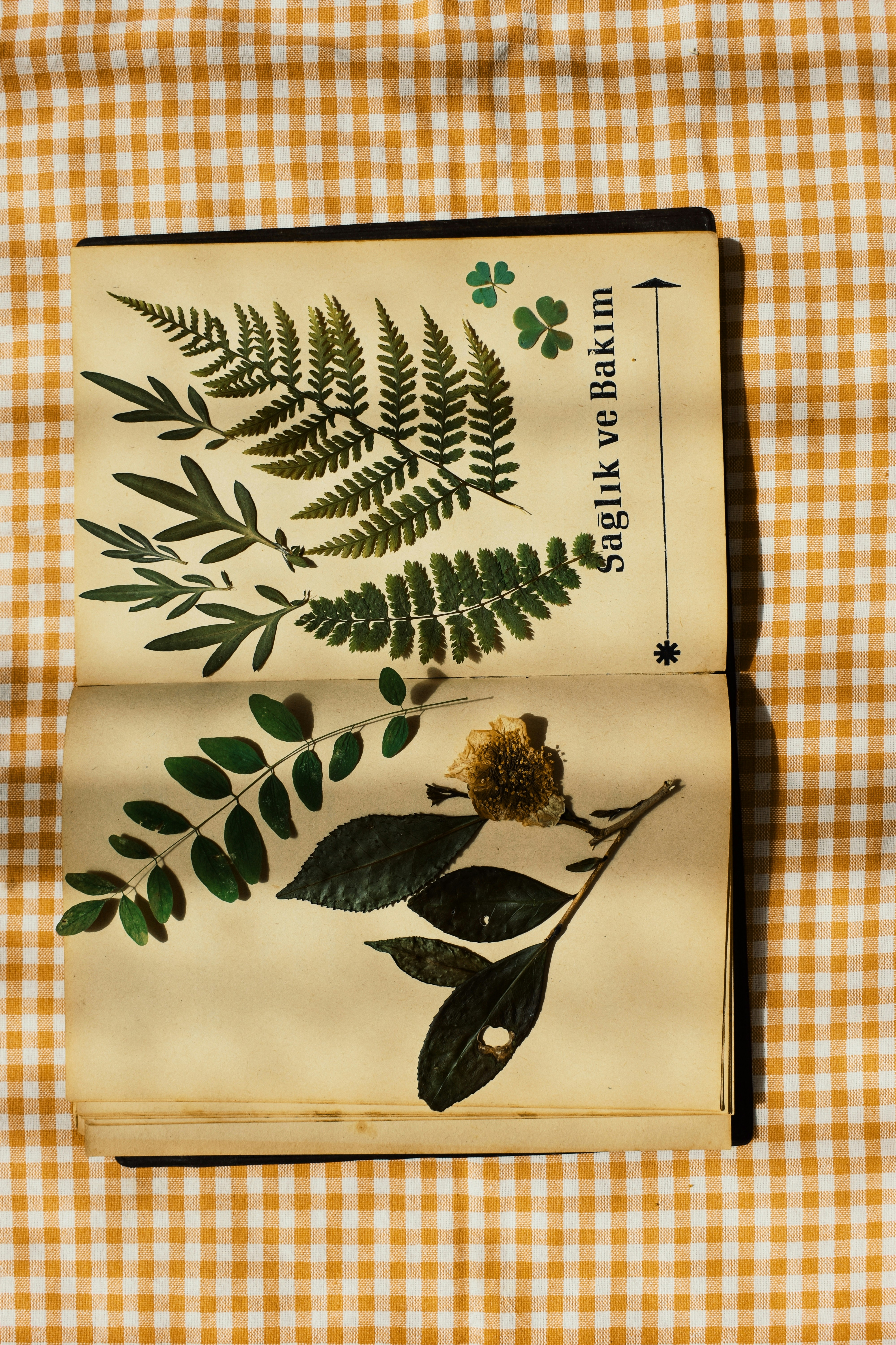 Photo by Nisa Çokokumuş with Nikon D3400