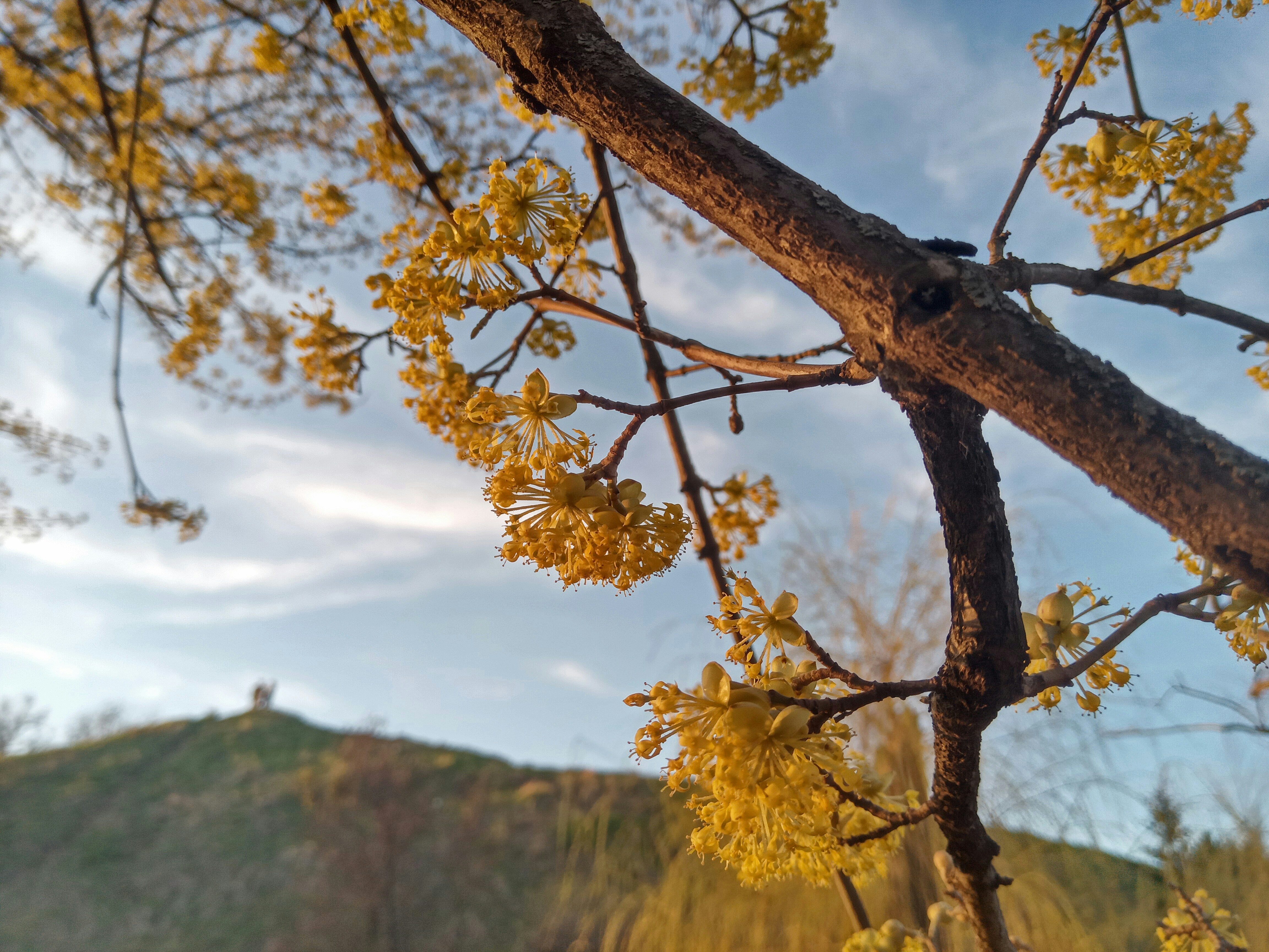 Cornelian cherry dogwood branch with yellow flowers set against a sunset sky in a botanical garden.