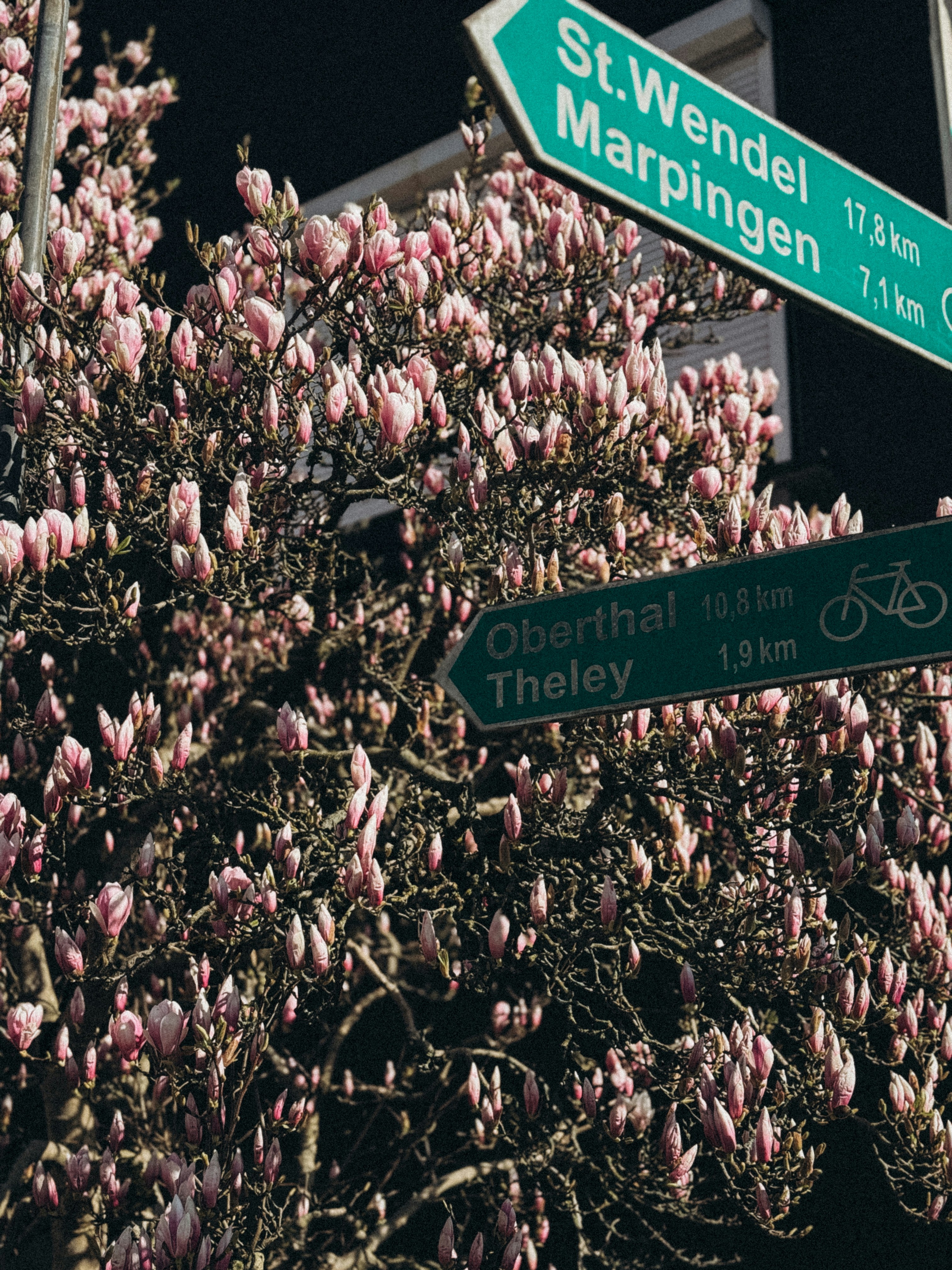 Crossroads in Bloom: Magnolia Canopy Framing Green Signposts