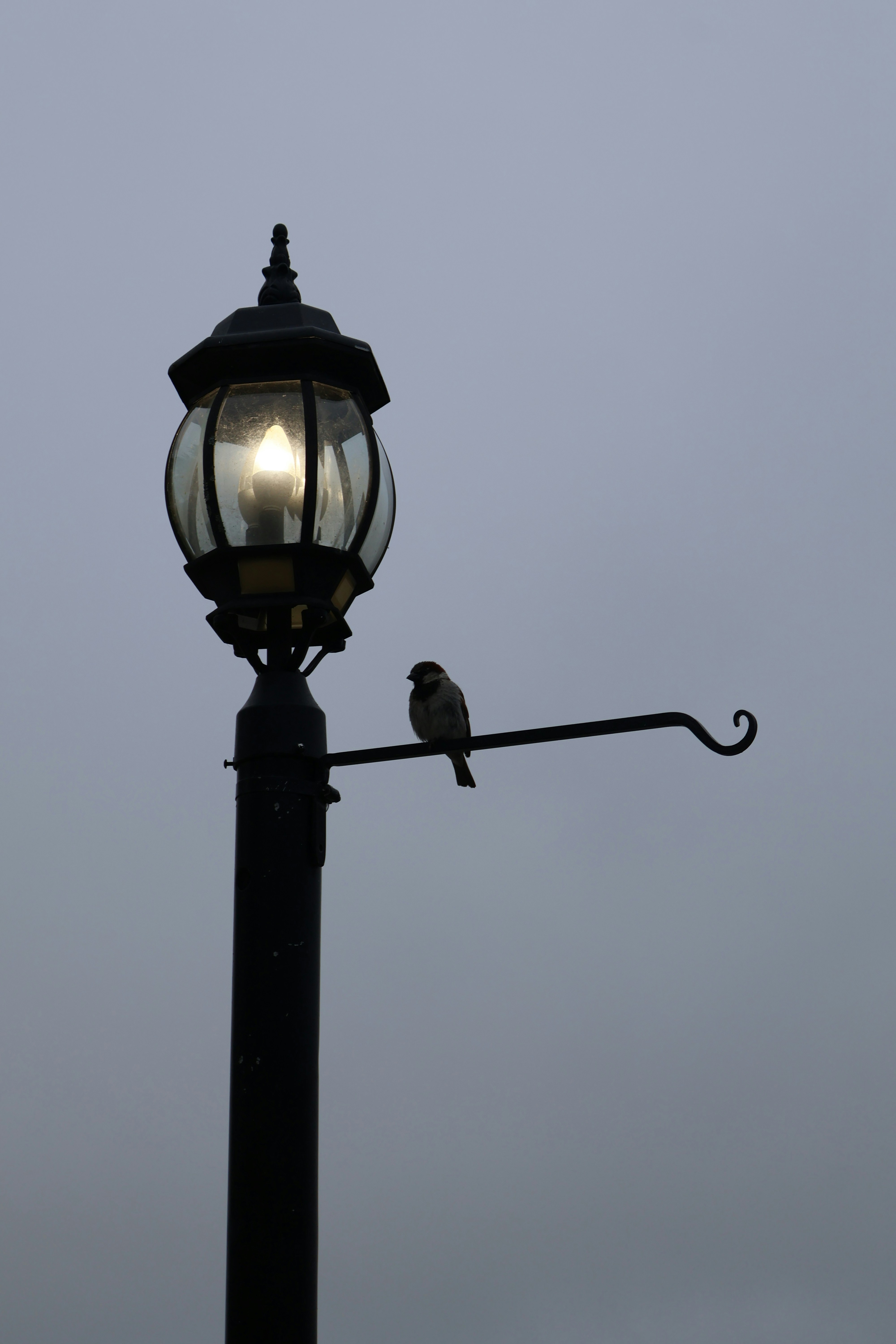 Twilight Lantern and the Sparrow: A Quiet Street Moment