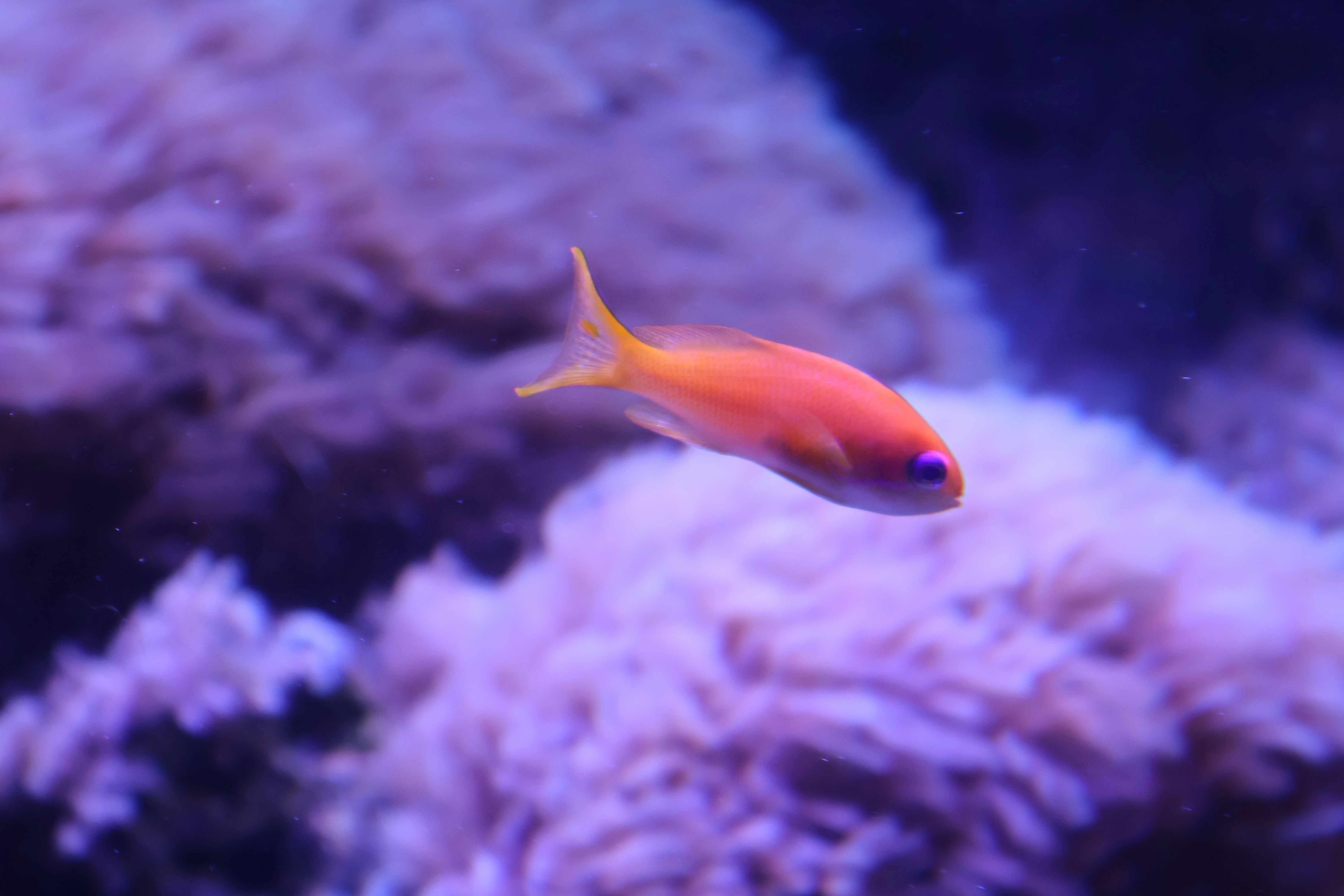 Orange fish gliding near soft purple corals in an aquarium setting.