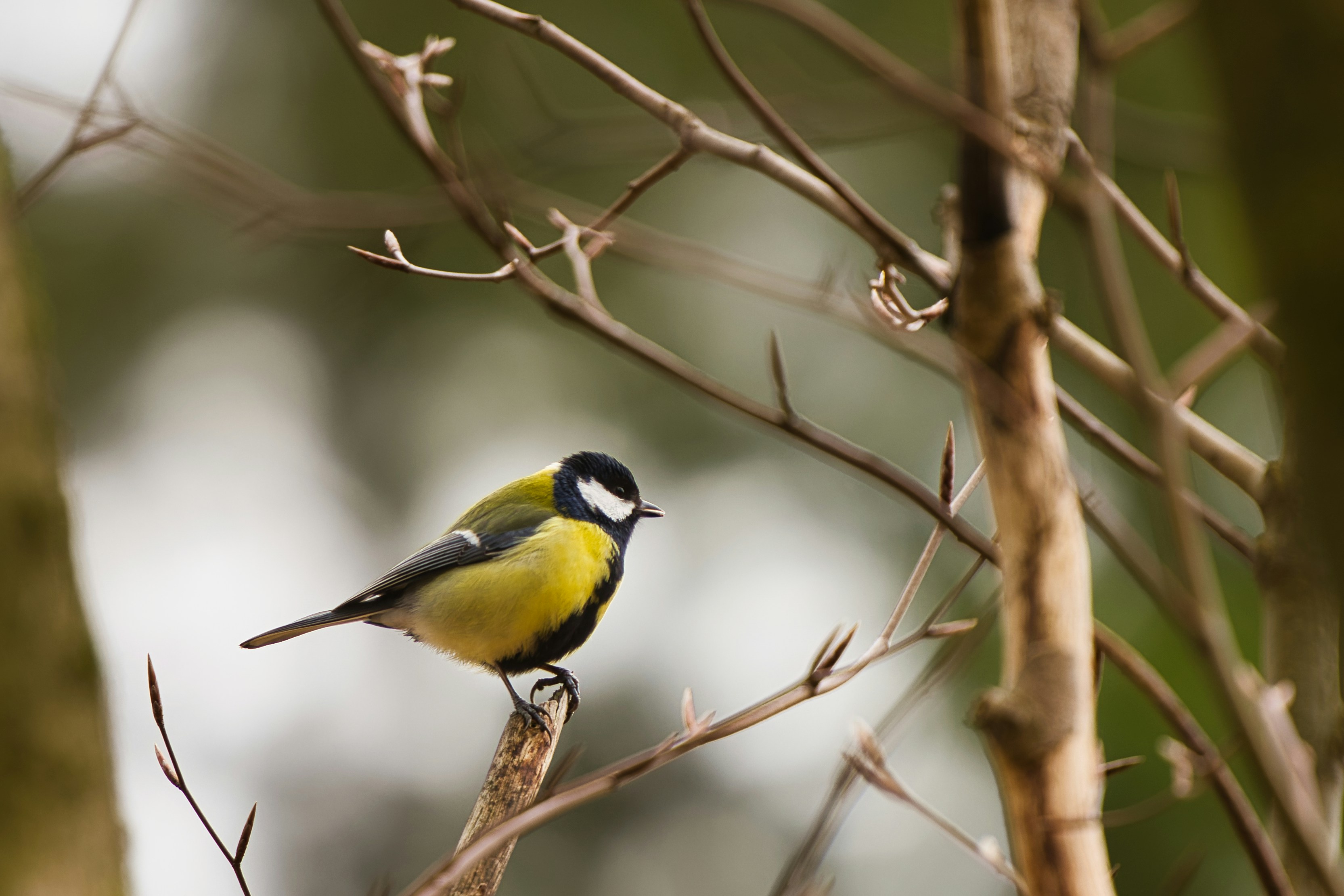 Great tit resting on a slender branch amidst a blurred forest backdrop.