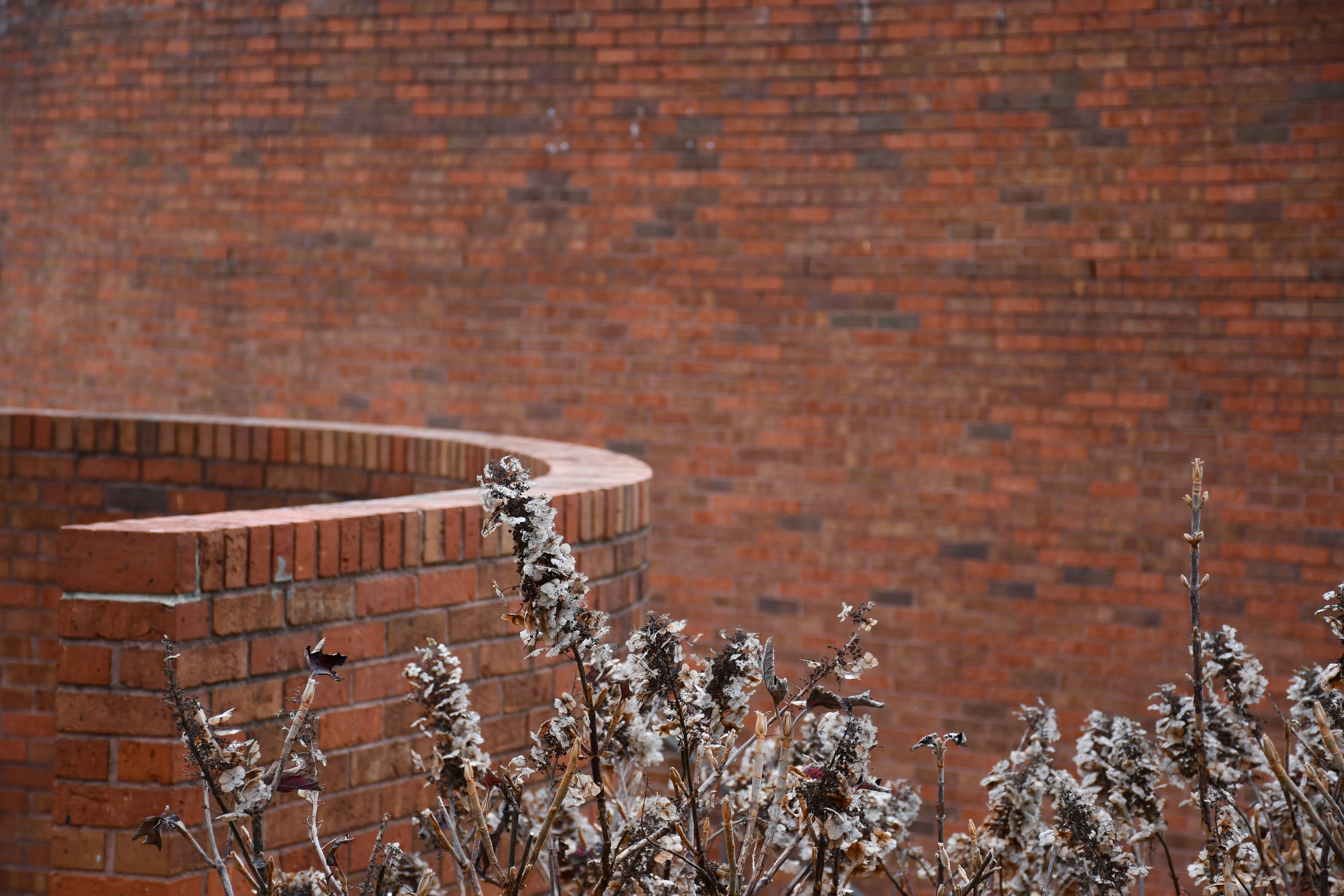Winter Quiet: Frosted Flora Against a Brick Courtyard