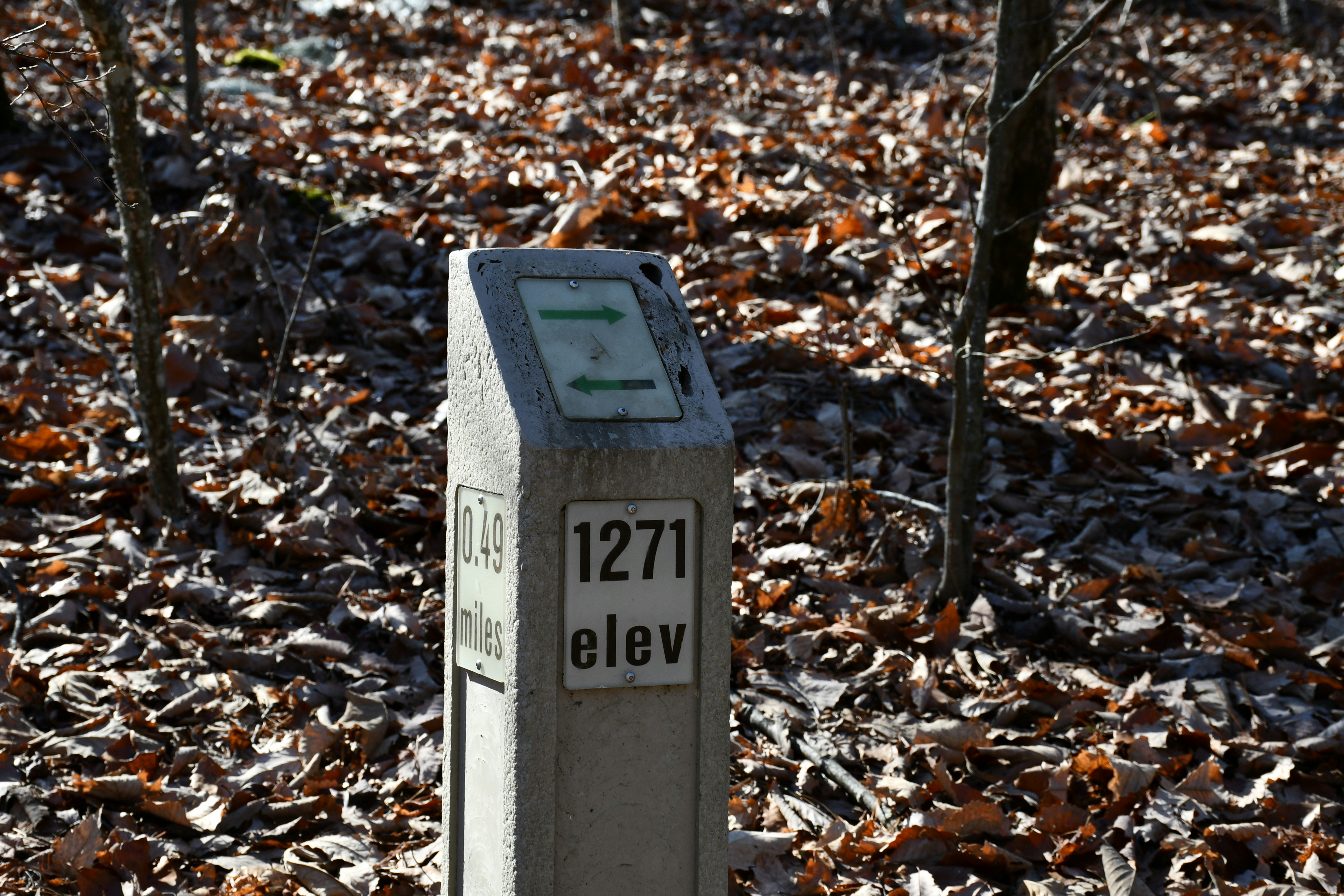 Forest Elevation Marker: A Quiet Witness