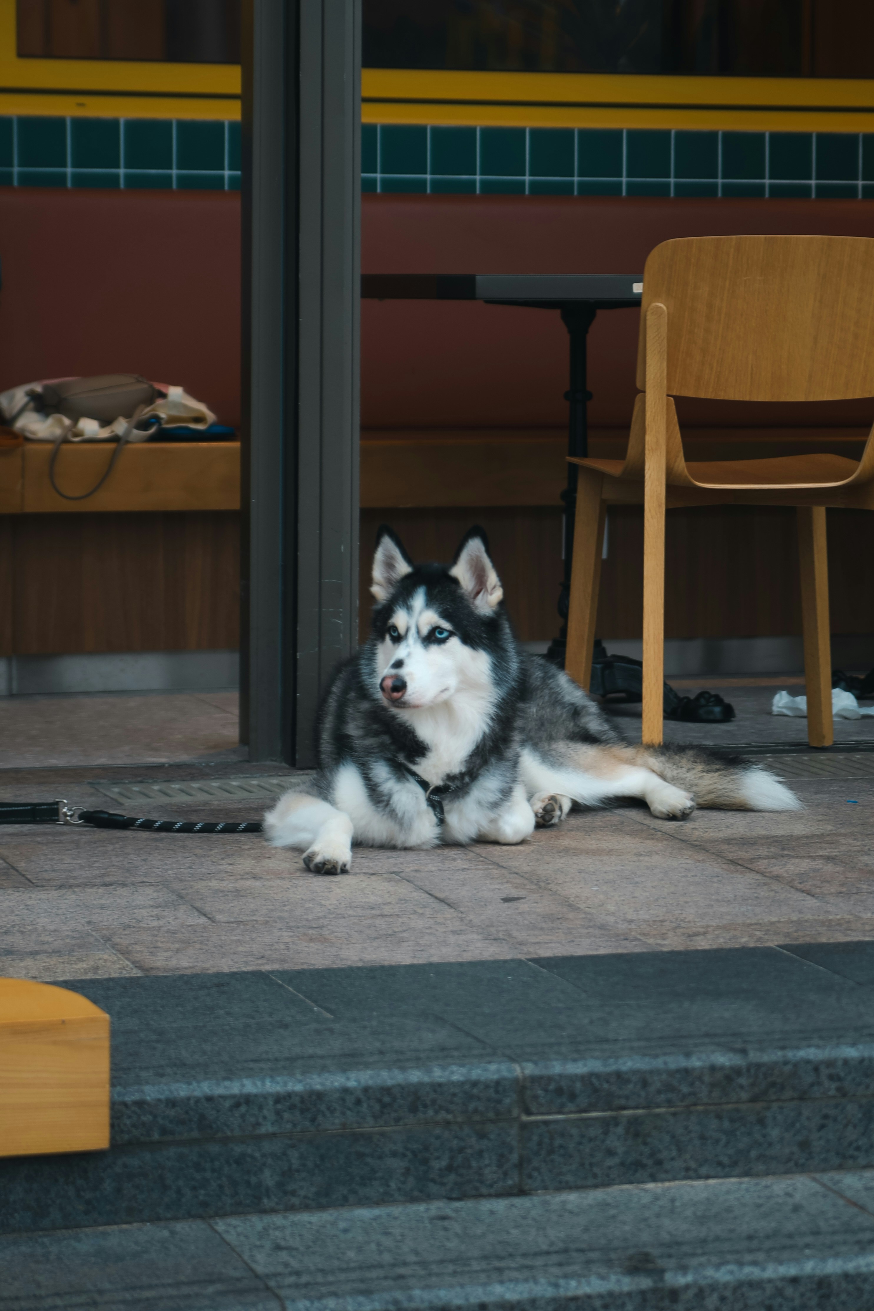A husky dog relaxes outside a building. photo – Free Dog Image on Unsplash