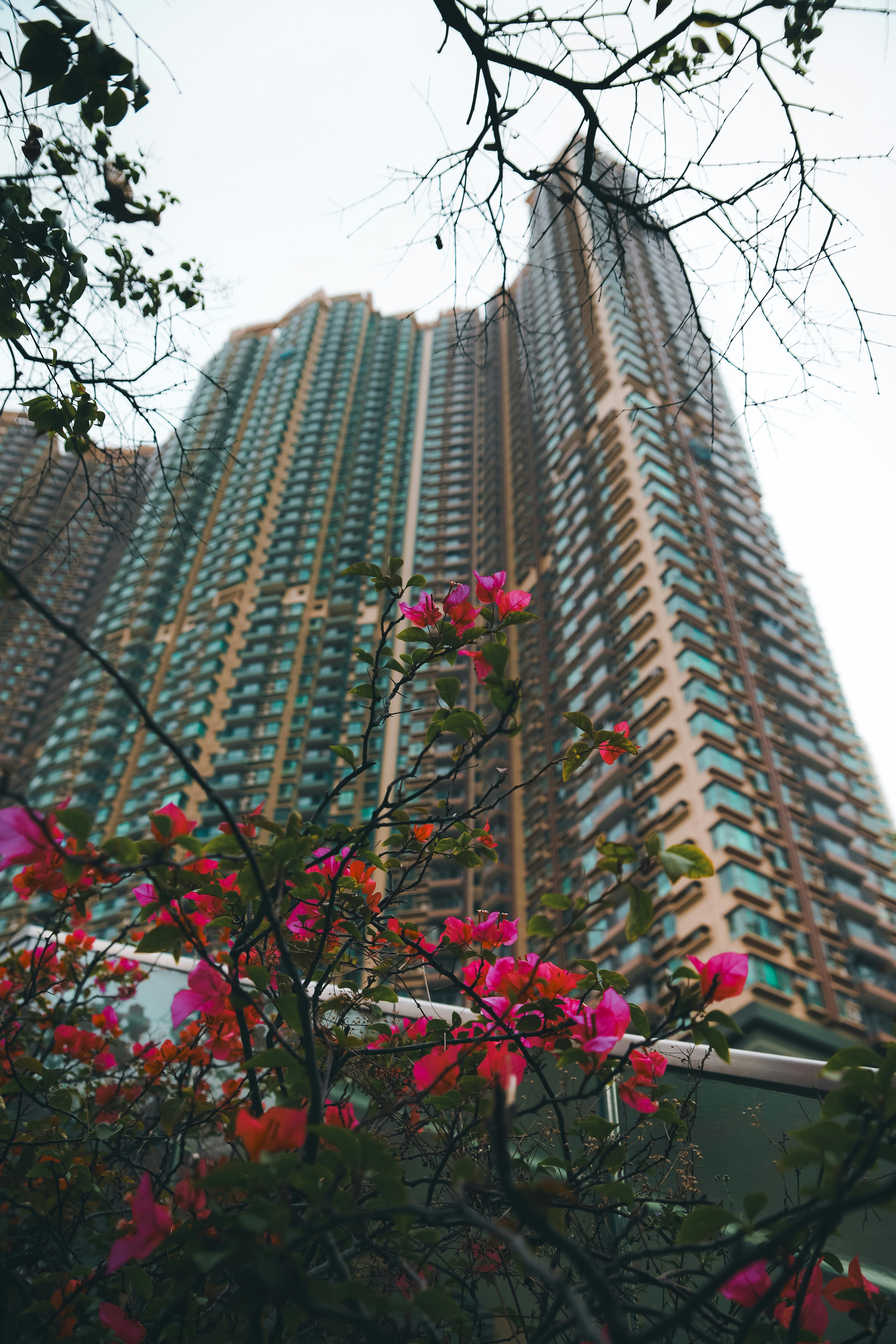 Flowers bloom in front of a tall skyscraper. photo – Free Flower Image ...