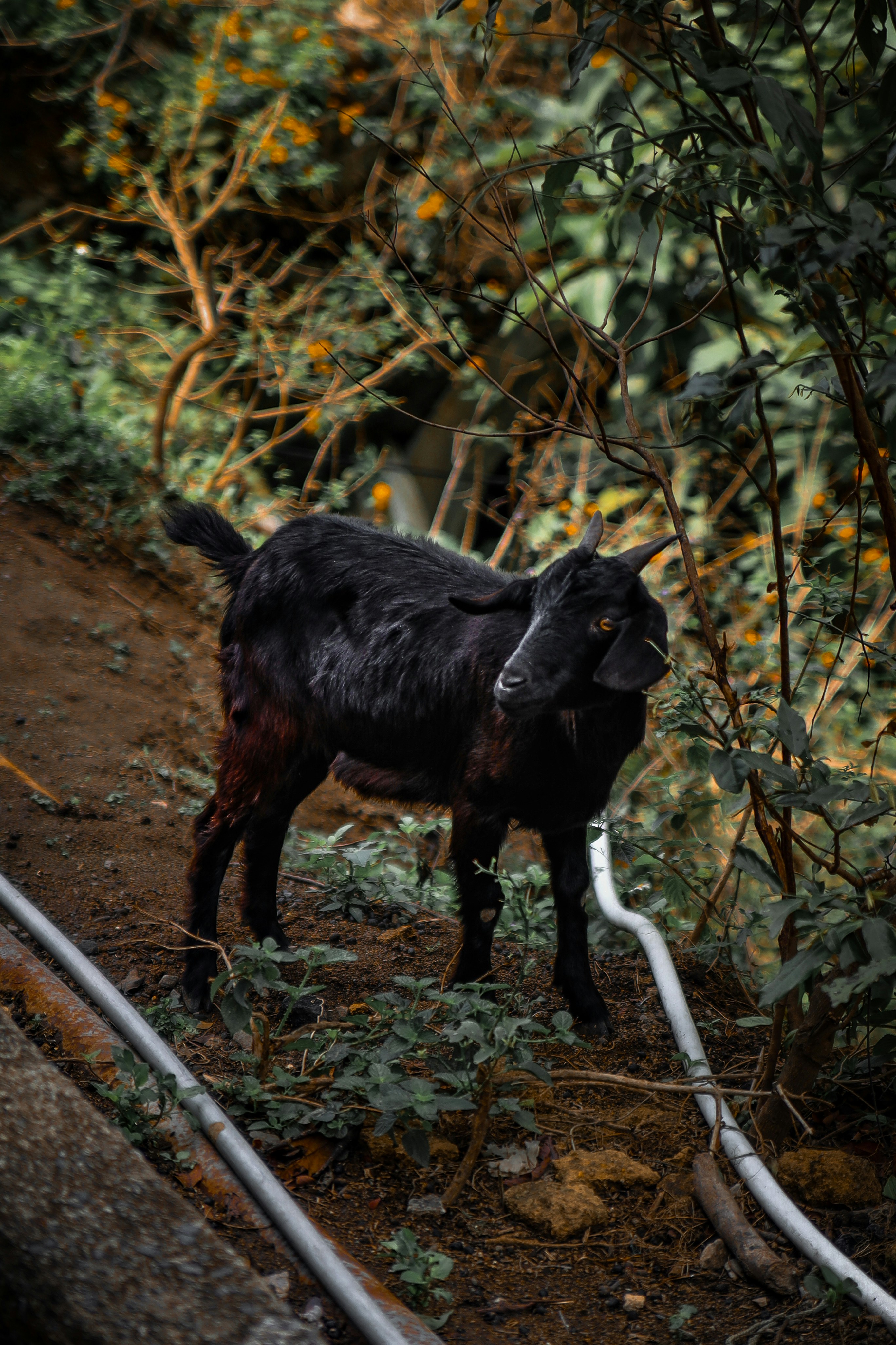 A black goat stands among lush green vegetation. photo – Free Animal ...