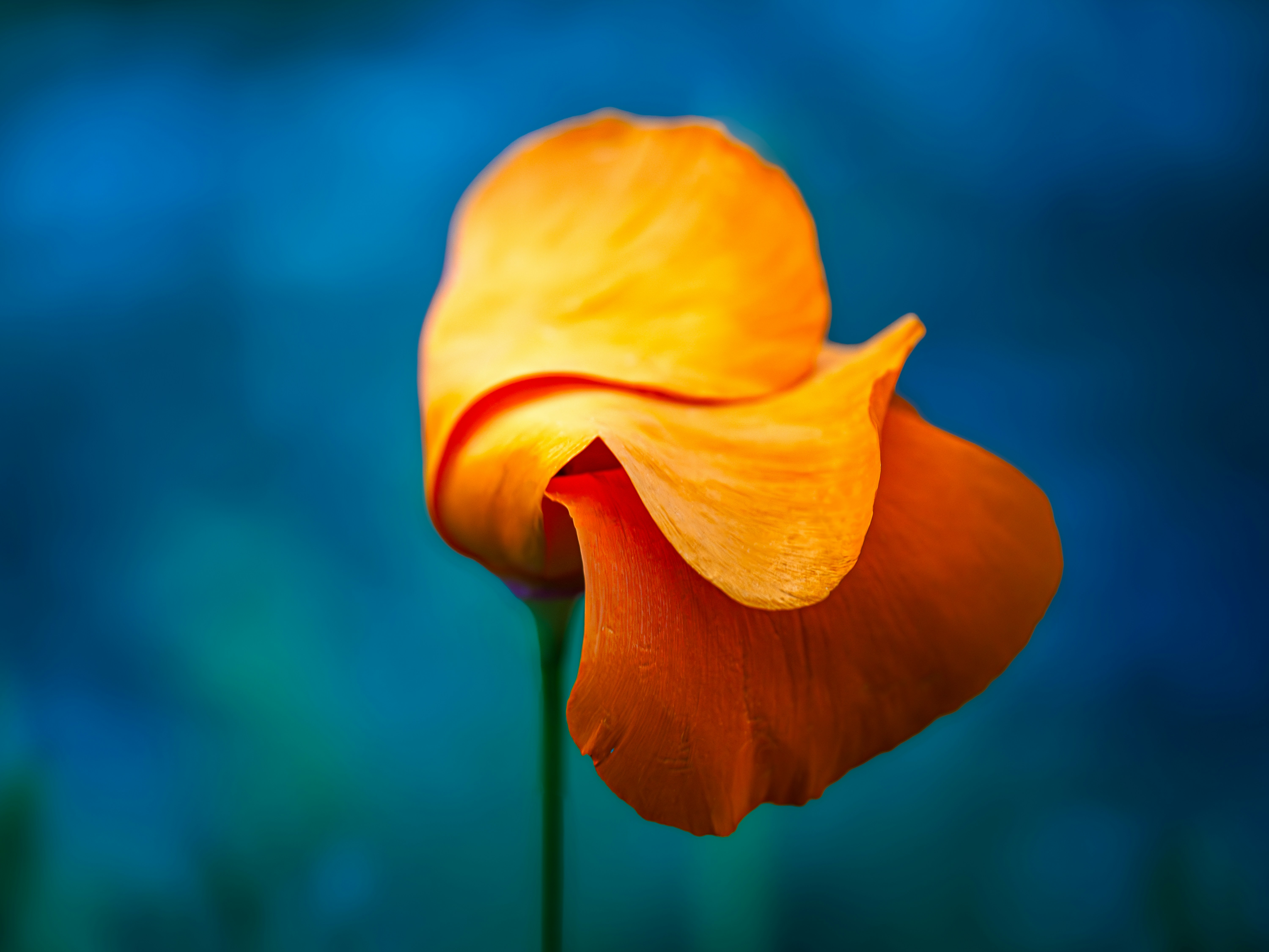 Close-up of a vibrant orange California poppy against a blurred blue background.