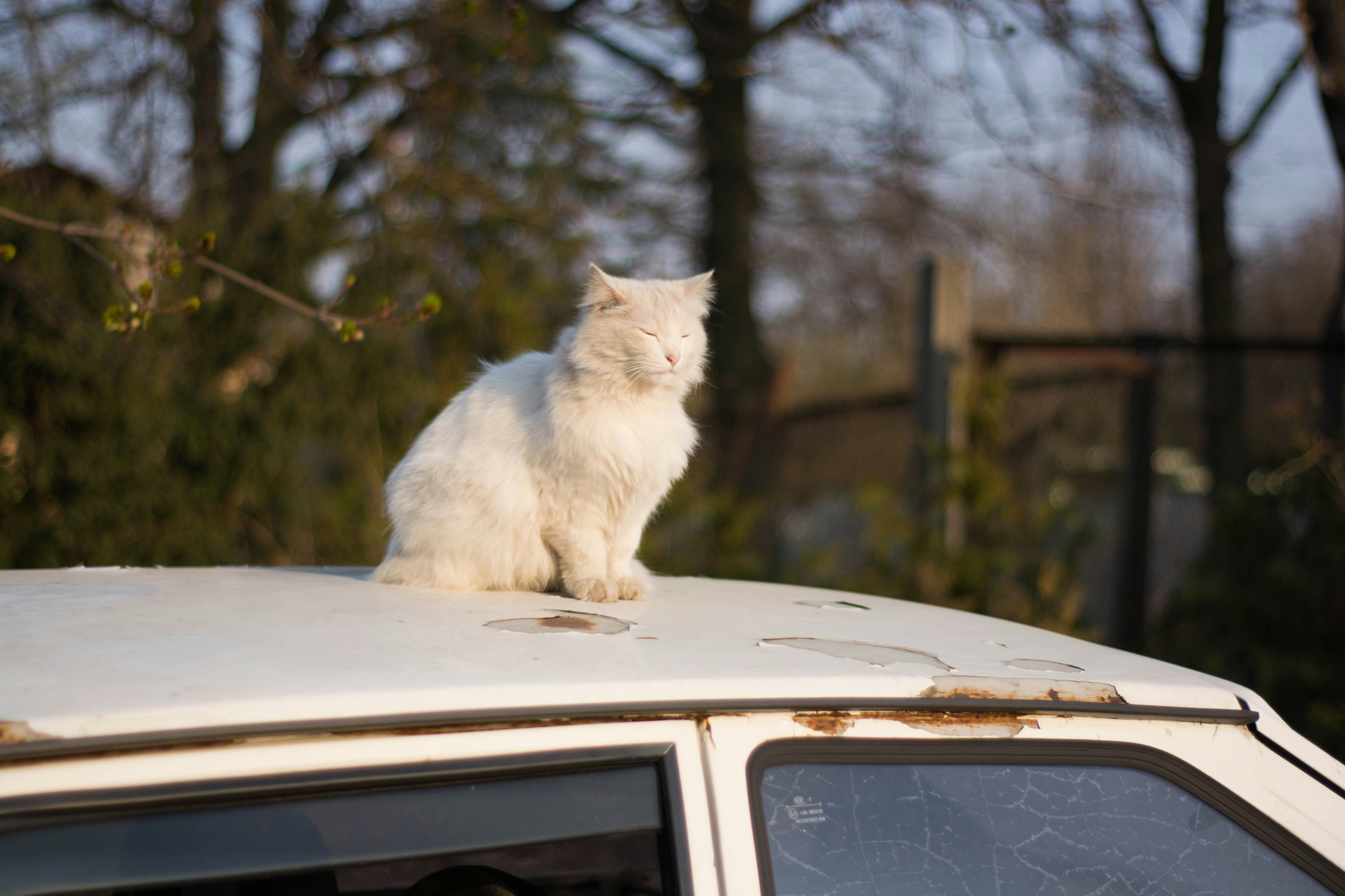 White Cat on a Weathered Car Roof: Quiet Sentinel in a Suburban Yard