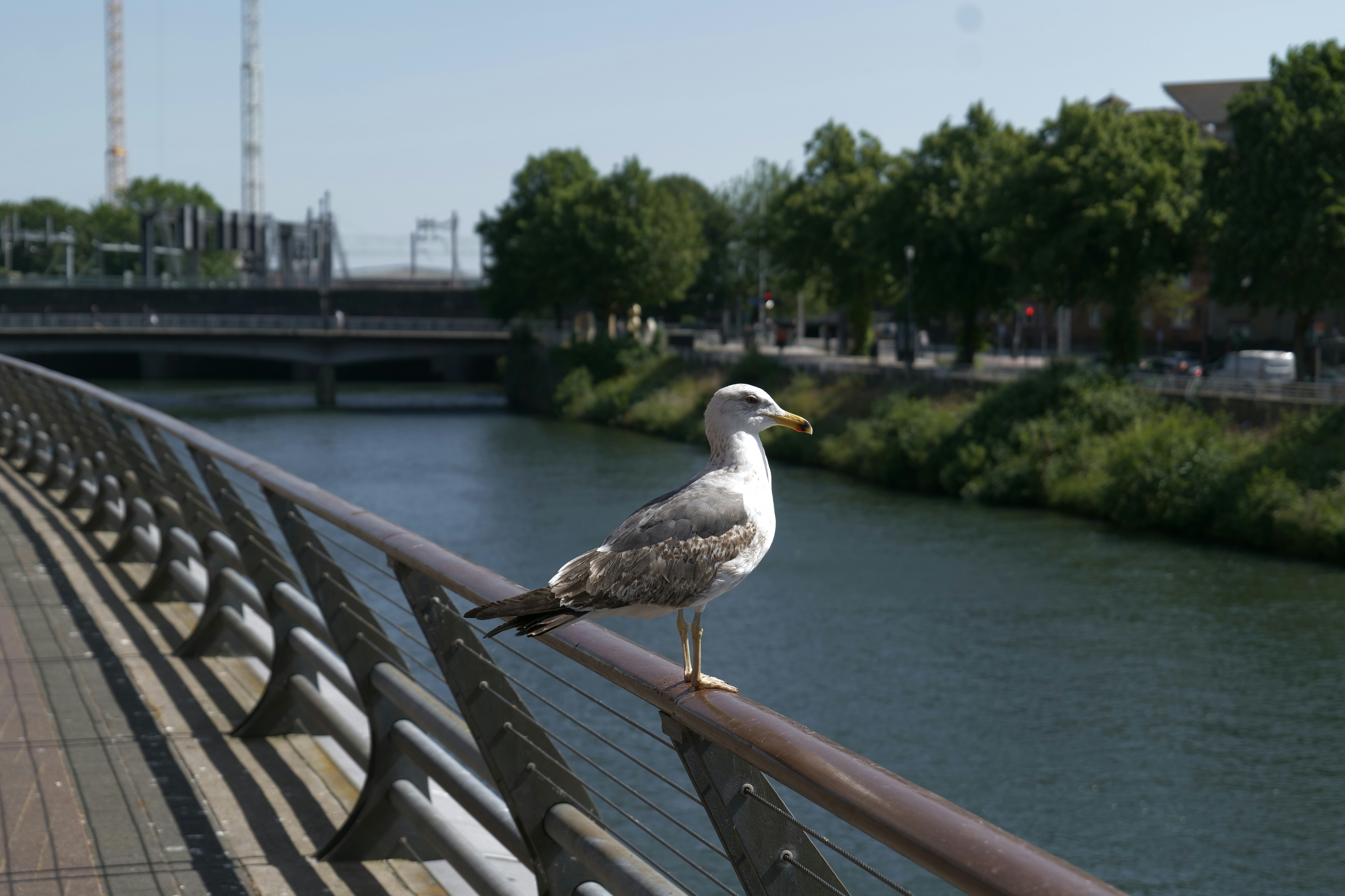 Riverside Sentinel: Seagull Perched on a Railside Riverwalk