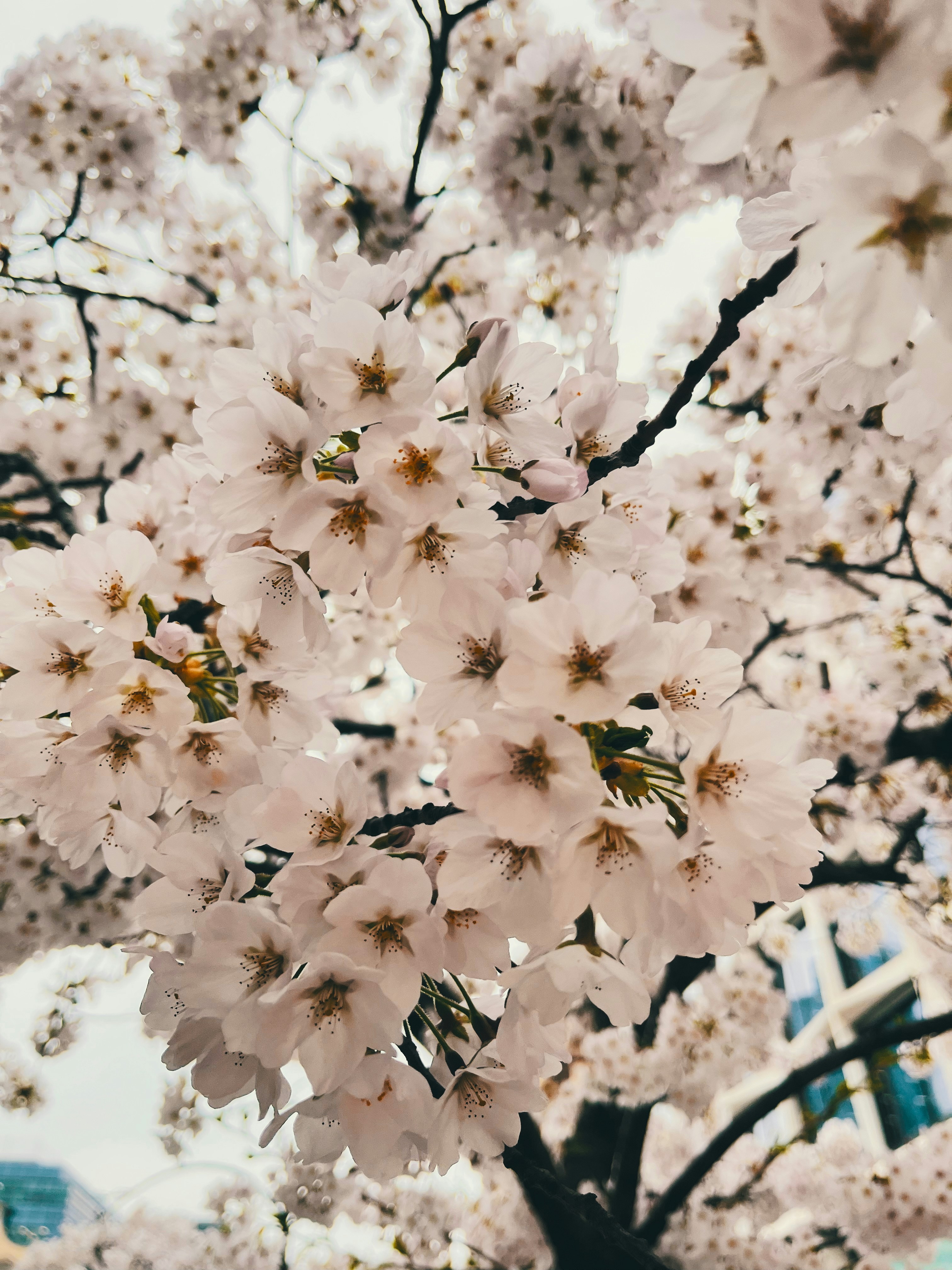 Think Spring Wallpaper Spring Wallpapers: Free HD Download [500+ HQ]