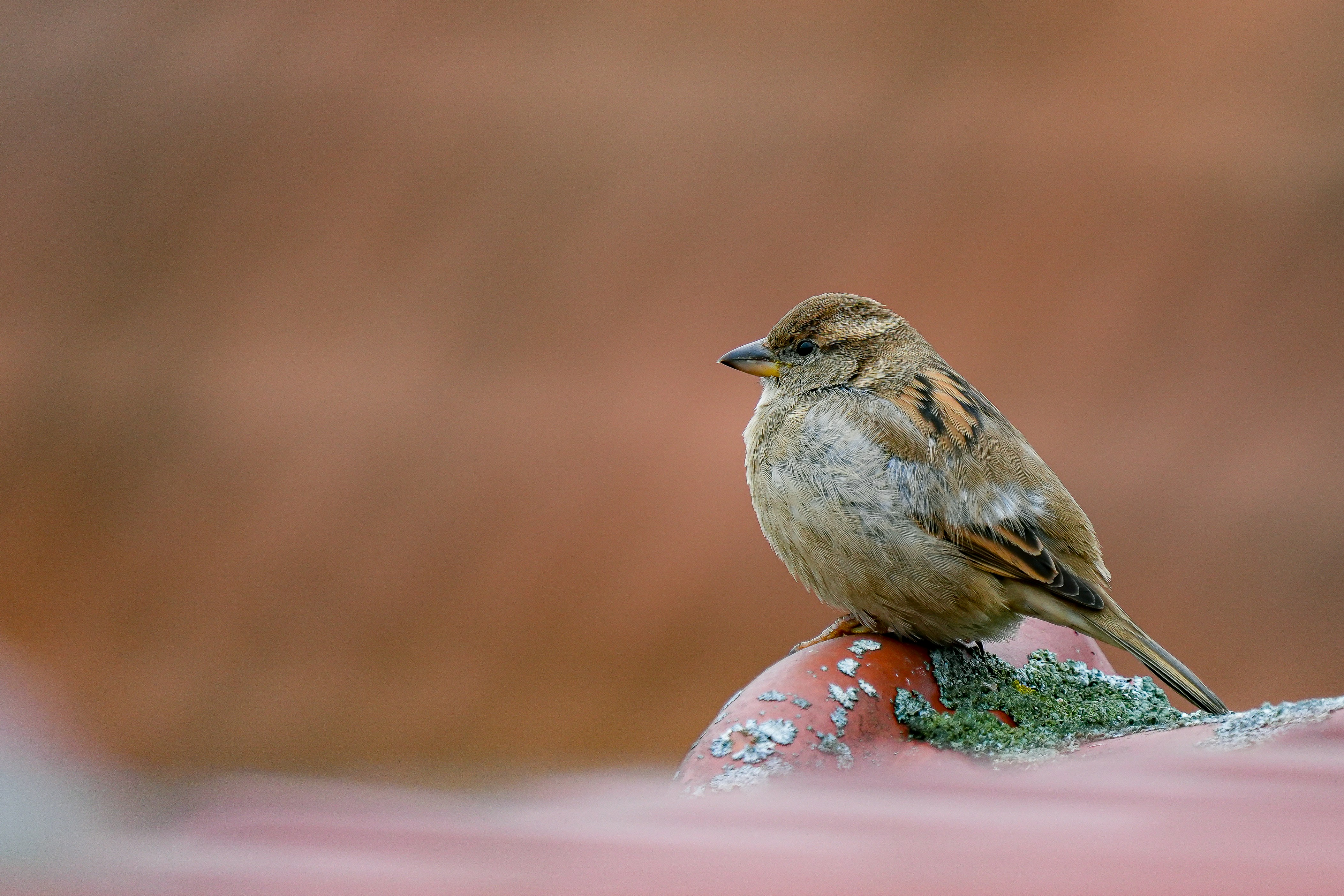 Tiny Tan Perch: A Sparrows’ Quiet Moment on Weathered Red