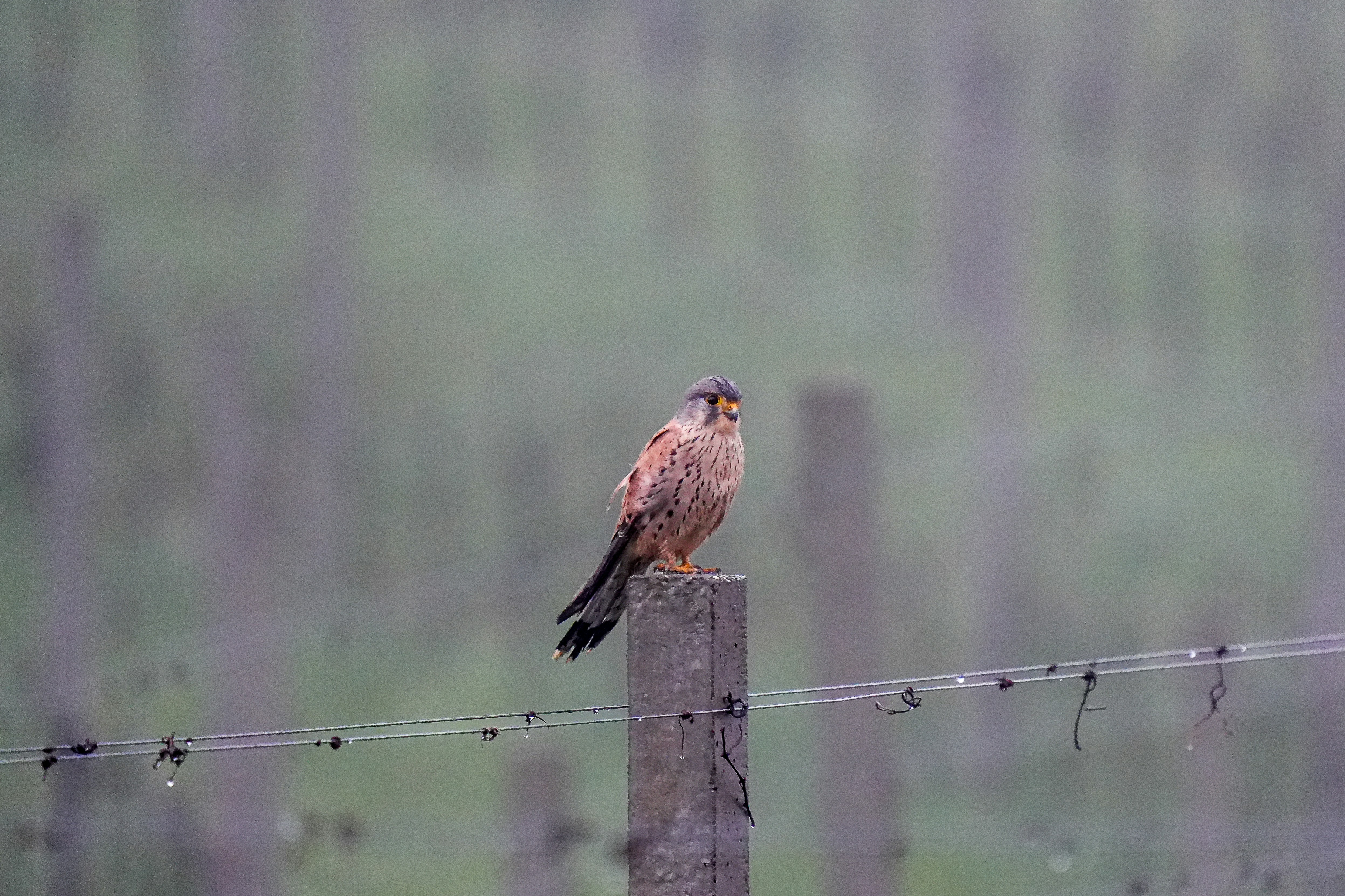 A kestrel perches on a fence post. photo – Free Animal Image on Unsplash