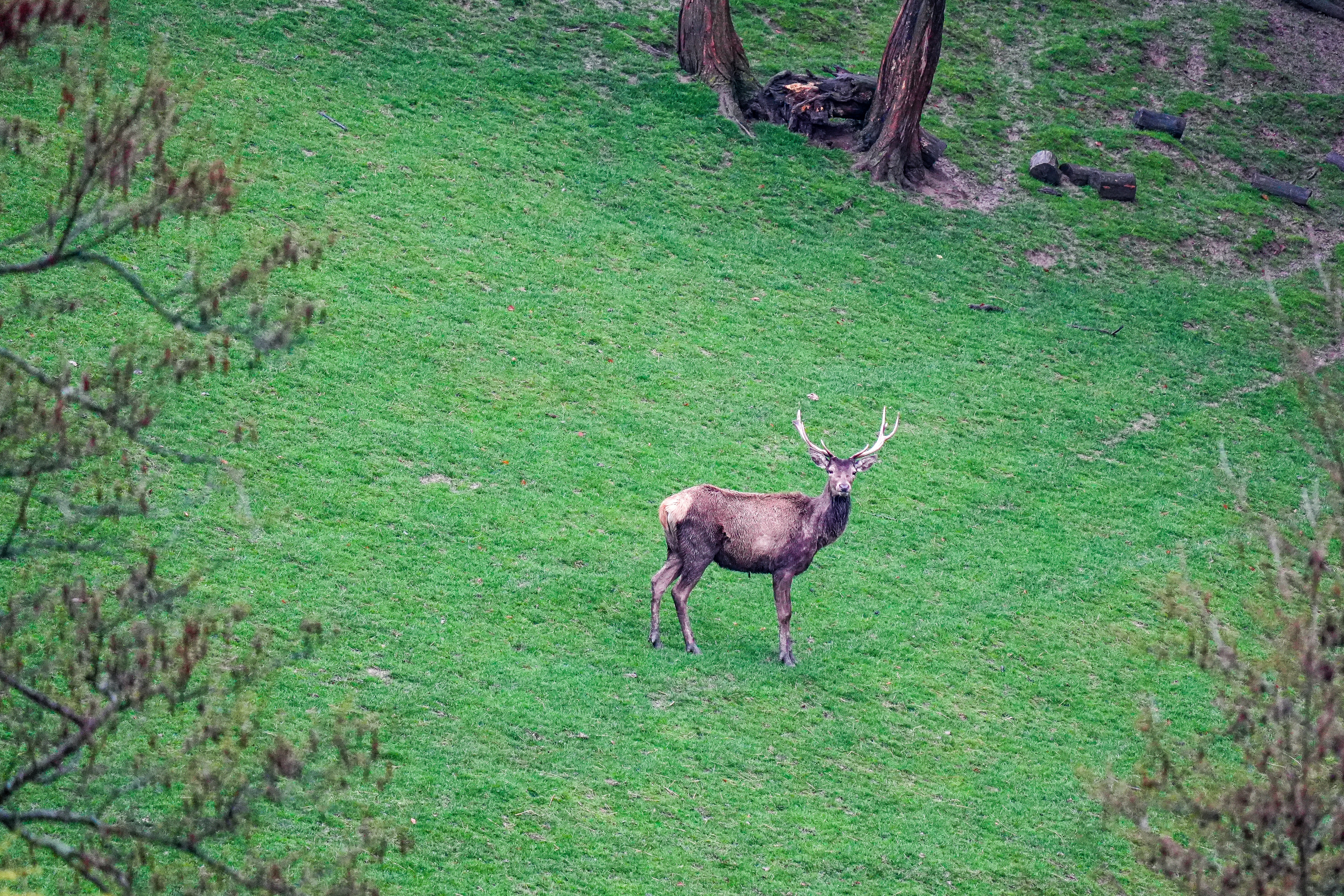 Stag standing on lush green grass surrounded by sparse trees.
