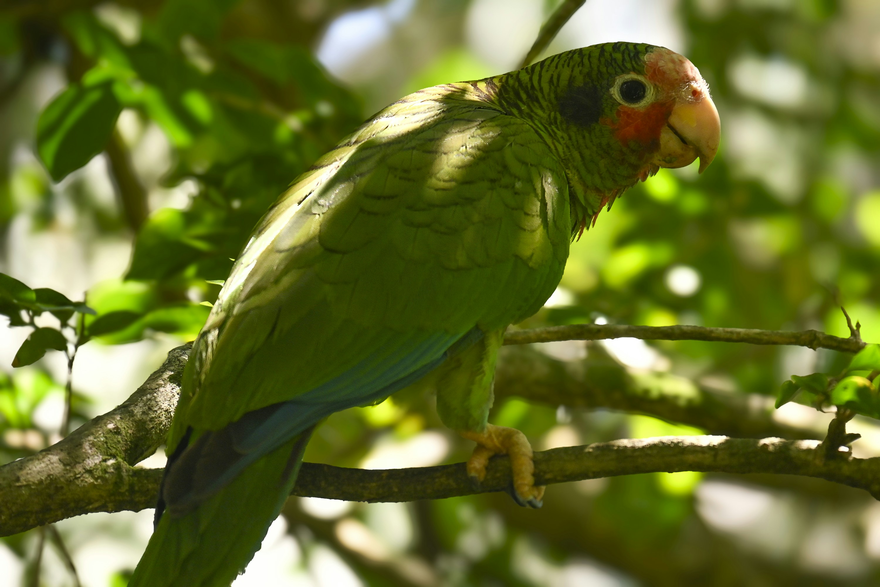 Vibrant green parrot perched on a branch, surrounded by lush foliage. The bird's striking colors contrast with the dappled light filtering through the leaves.