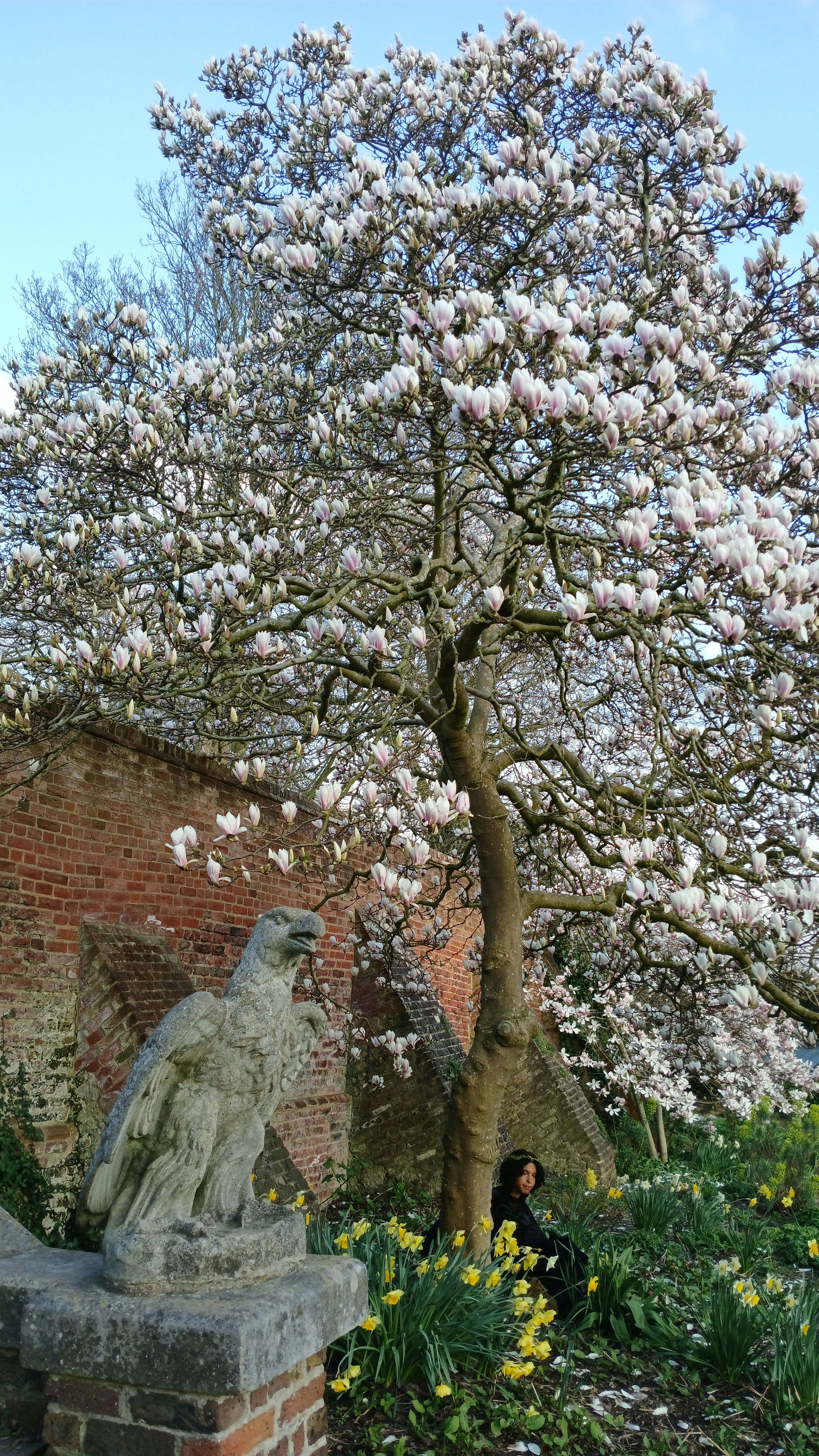 Magnolia Crown Over a Quiet Brick Garden