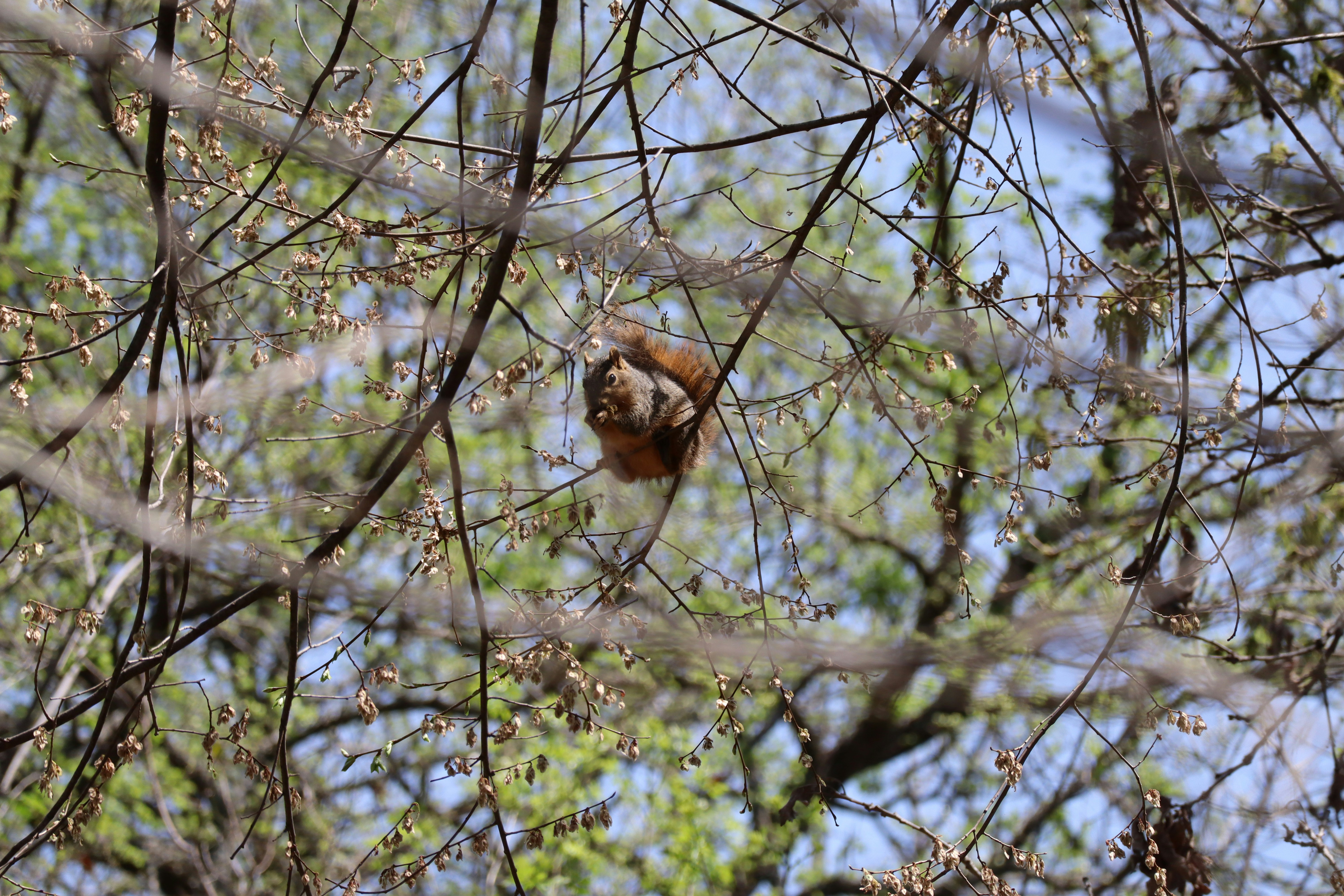 Squirrel Among Delicate Spring Blossoms in a Sunlit Canopy