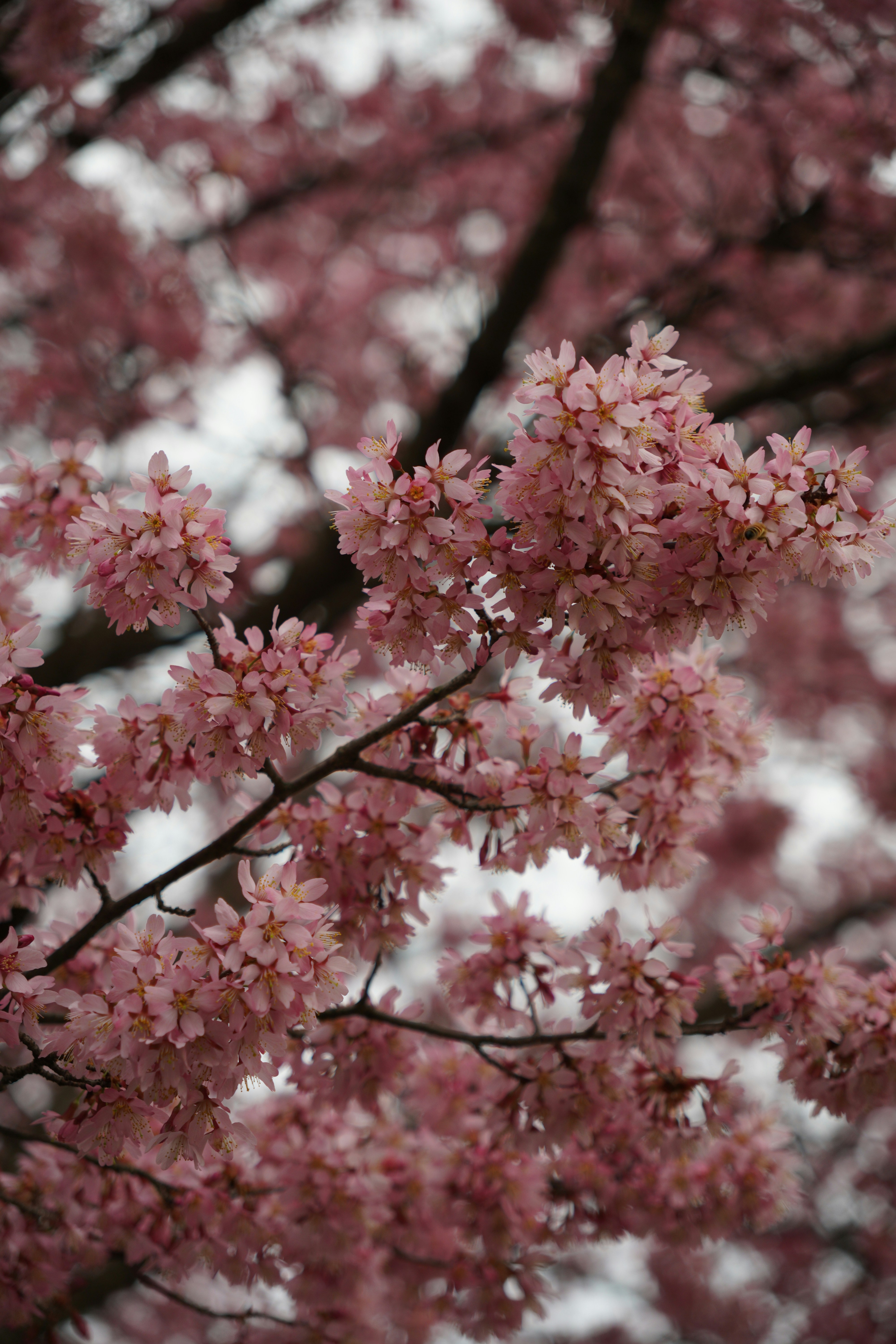Cherry blossoms bloom on a tree. photo – Free Flower Image on Unsplash