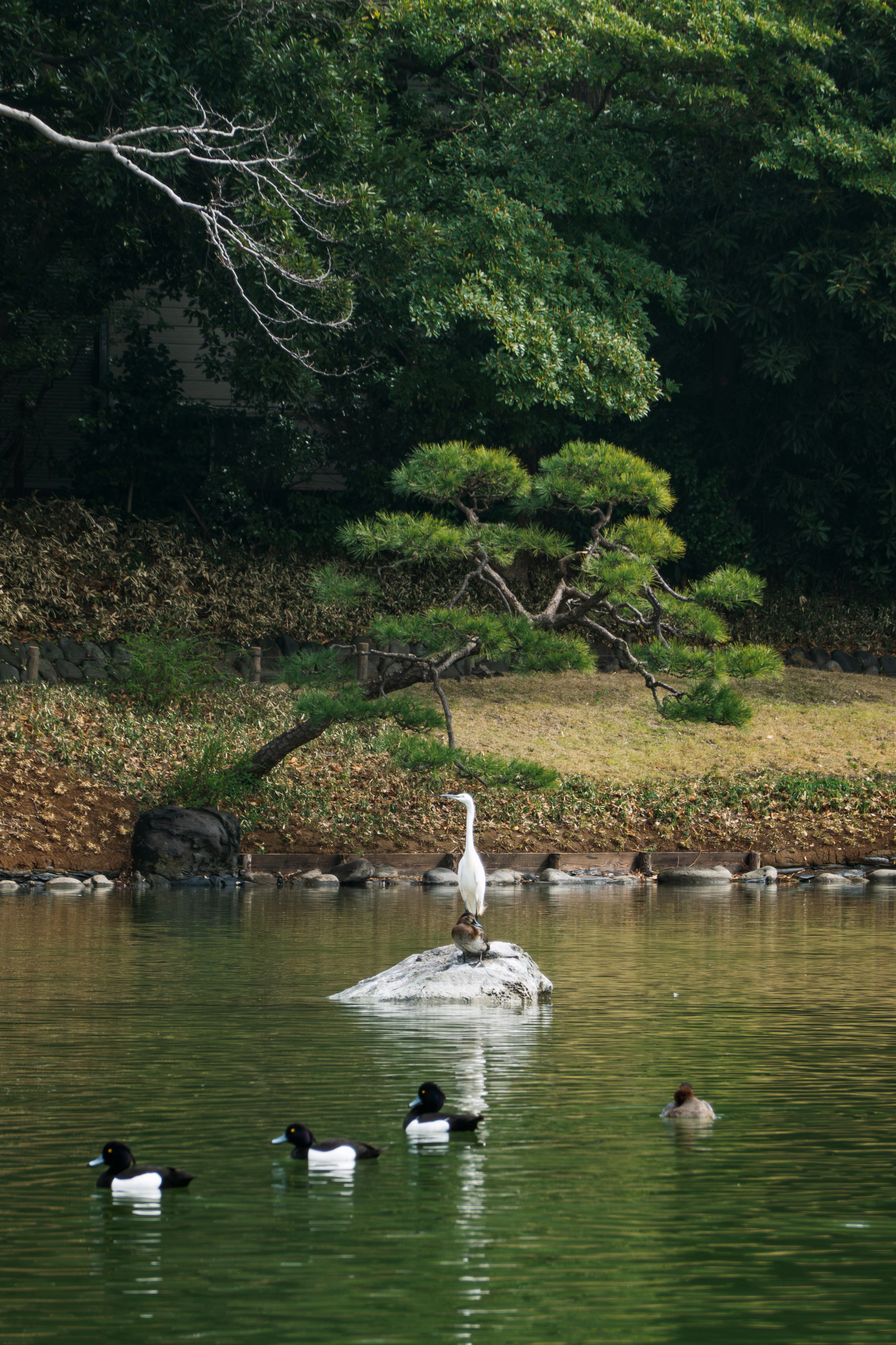 Egret Perch on a Quiet Rock: Reflections and Ripples by a Pine-Shaded Pond