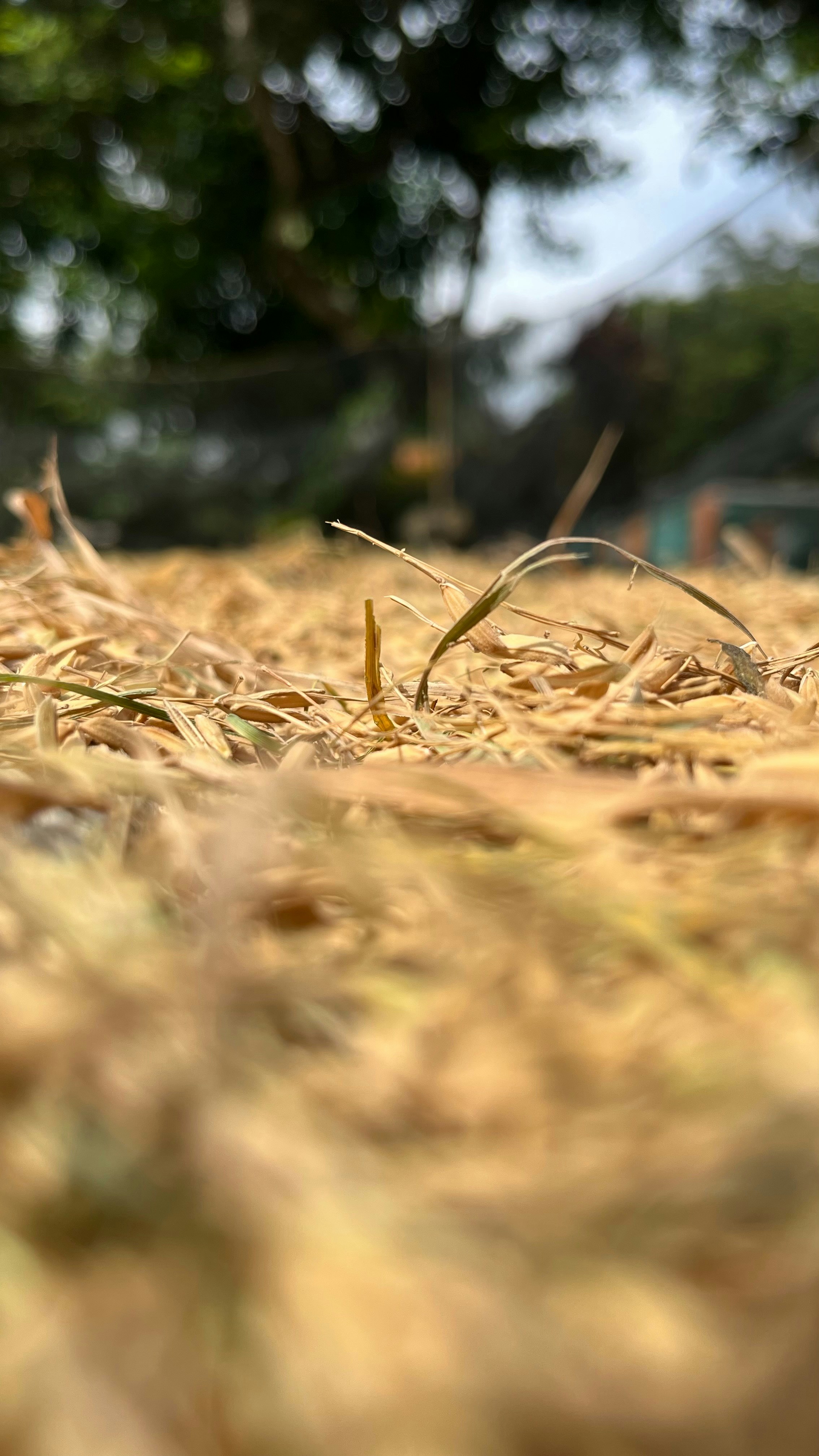 Lone straw blade in a shallow field of gold and blur