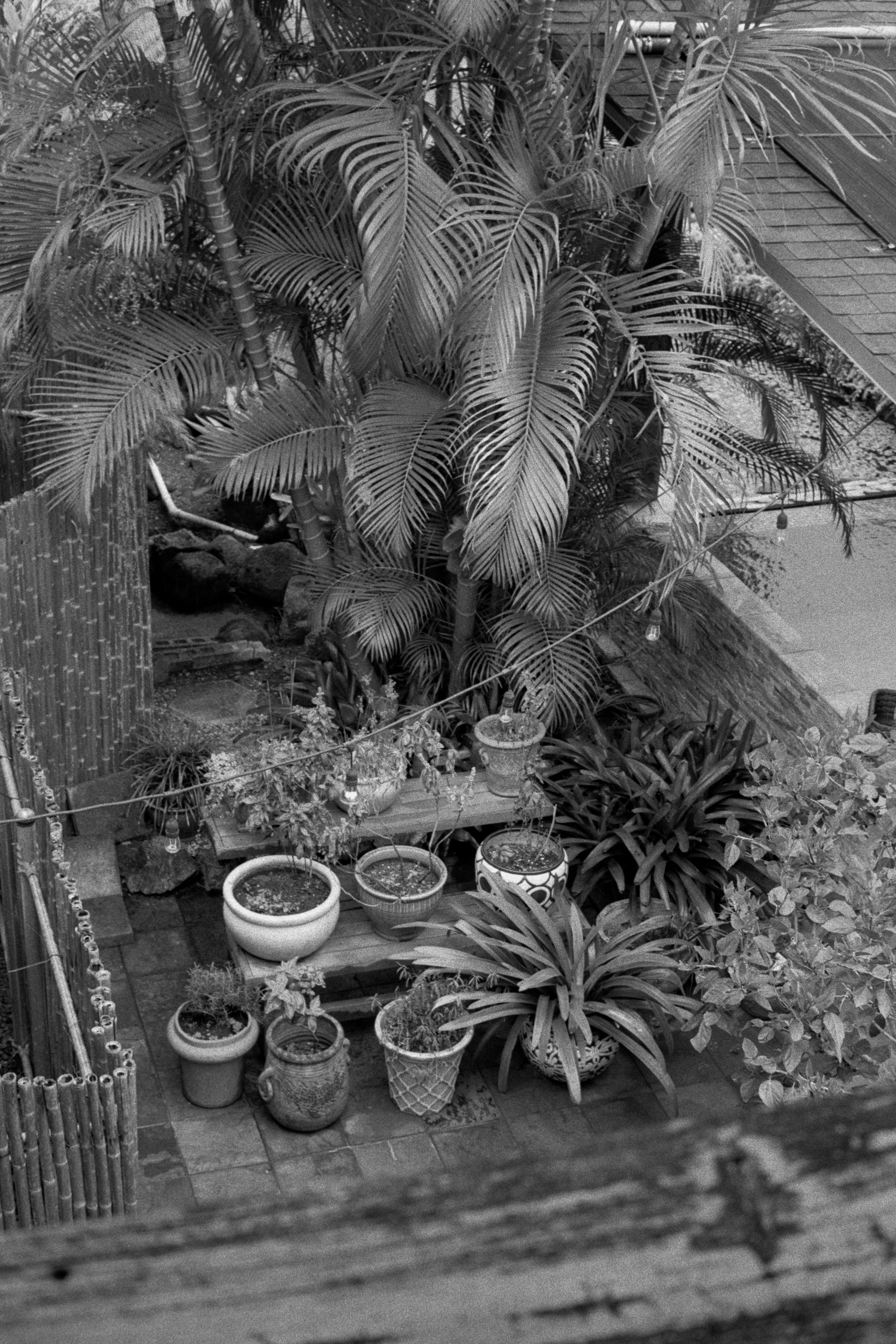 Terraced Greenery in Monochrome: Pots and Palms under a Palmate Canopy