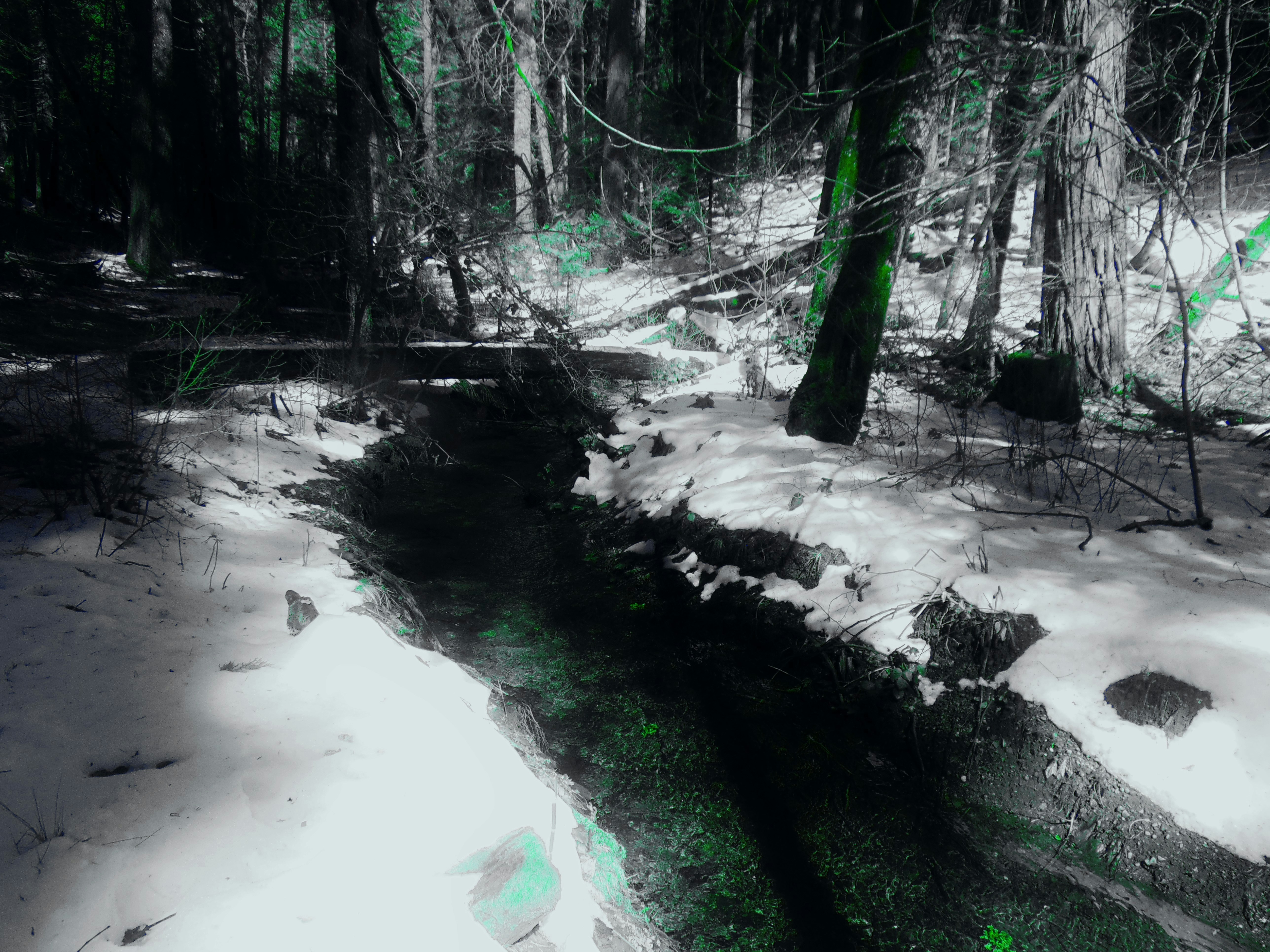 Whispers of the Winter Forest
