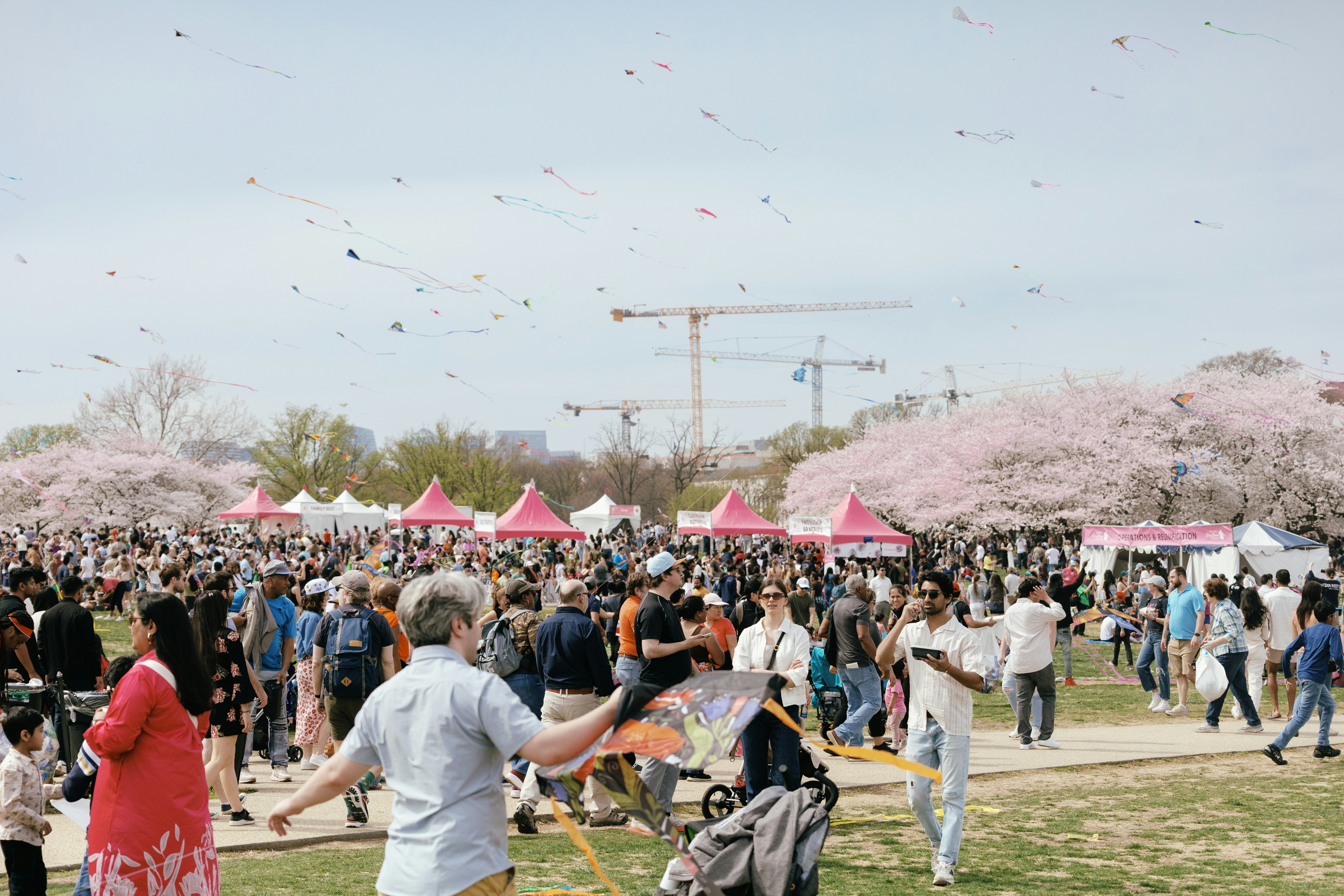 A crowd enjoys a festival with cherry blossoms. photo – Free Flower ...
