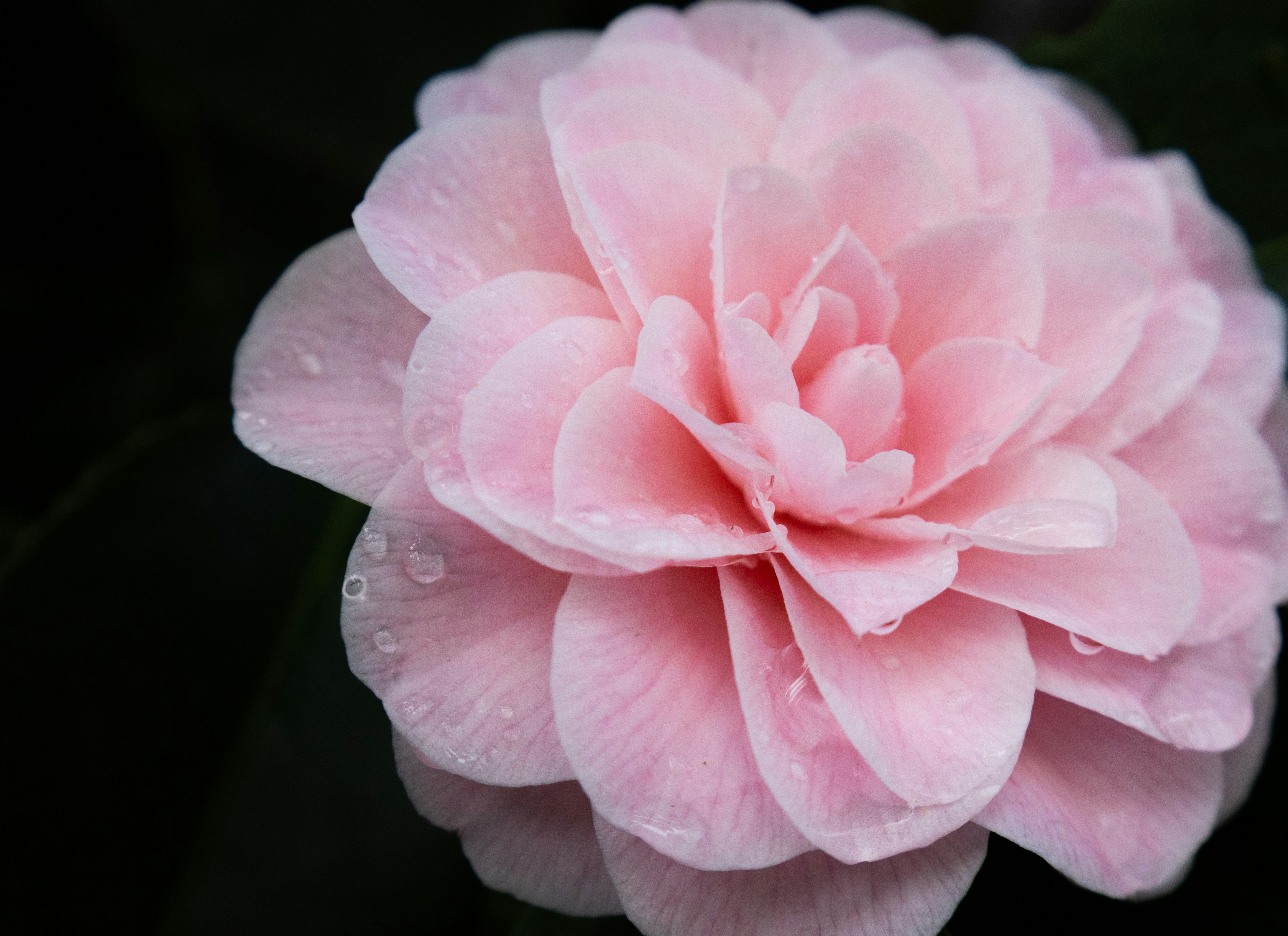 Delicate pink camellia flower adorned with water droplets against a dark green background.