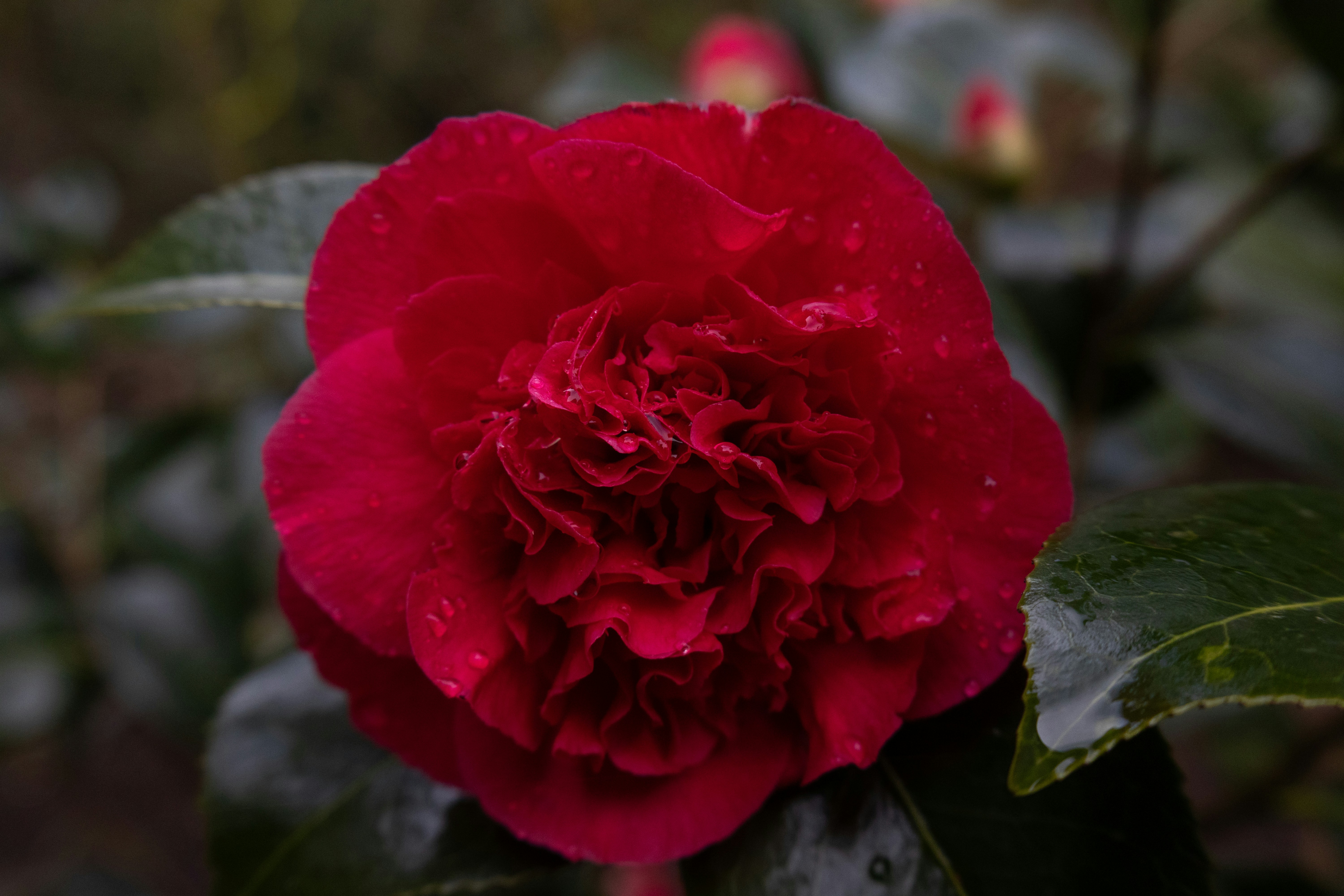 Crimson Camellia in Velvet Light: Dew-Kissed Petals