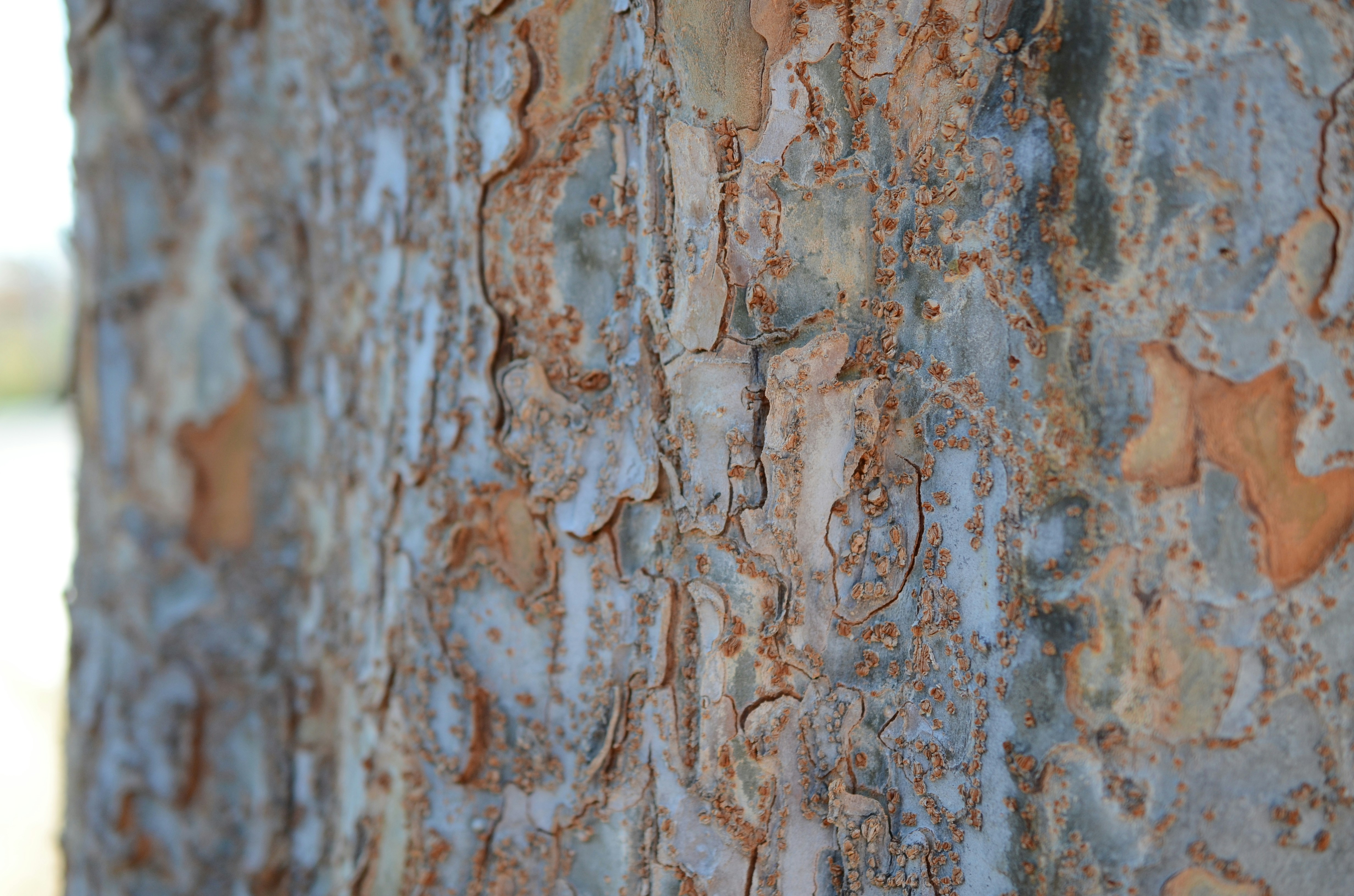 Here's a short caption: tree bark with interesting textures and colors ...
