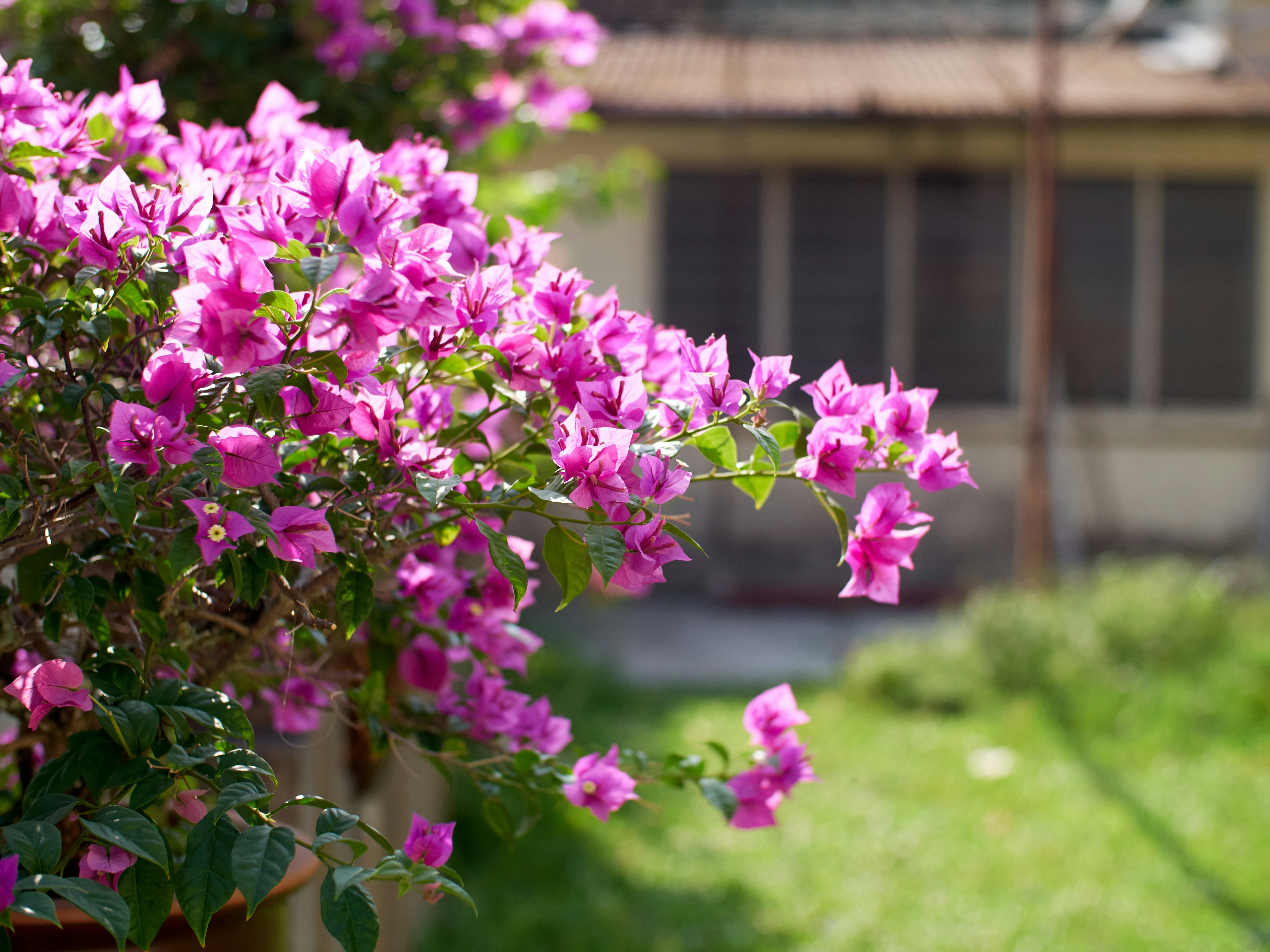 Bright pink bougainvillea flowers cascade over a garden wall with a blurred building in the background.