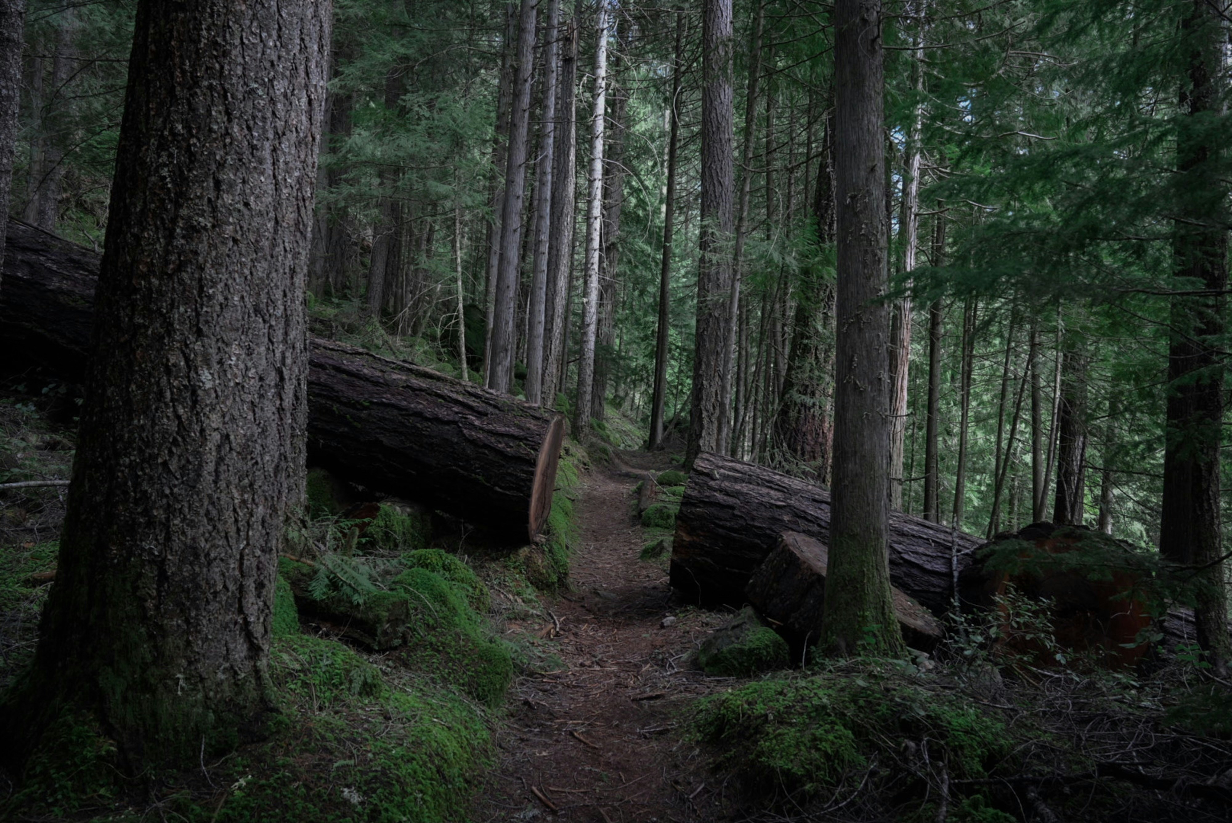 Shaded forest path winding between towering trees and fallen logs.