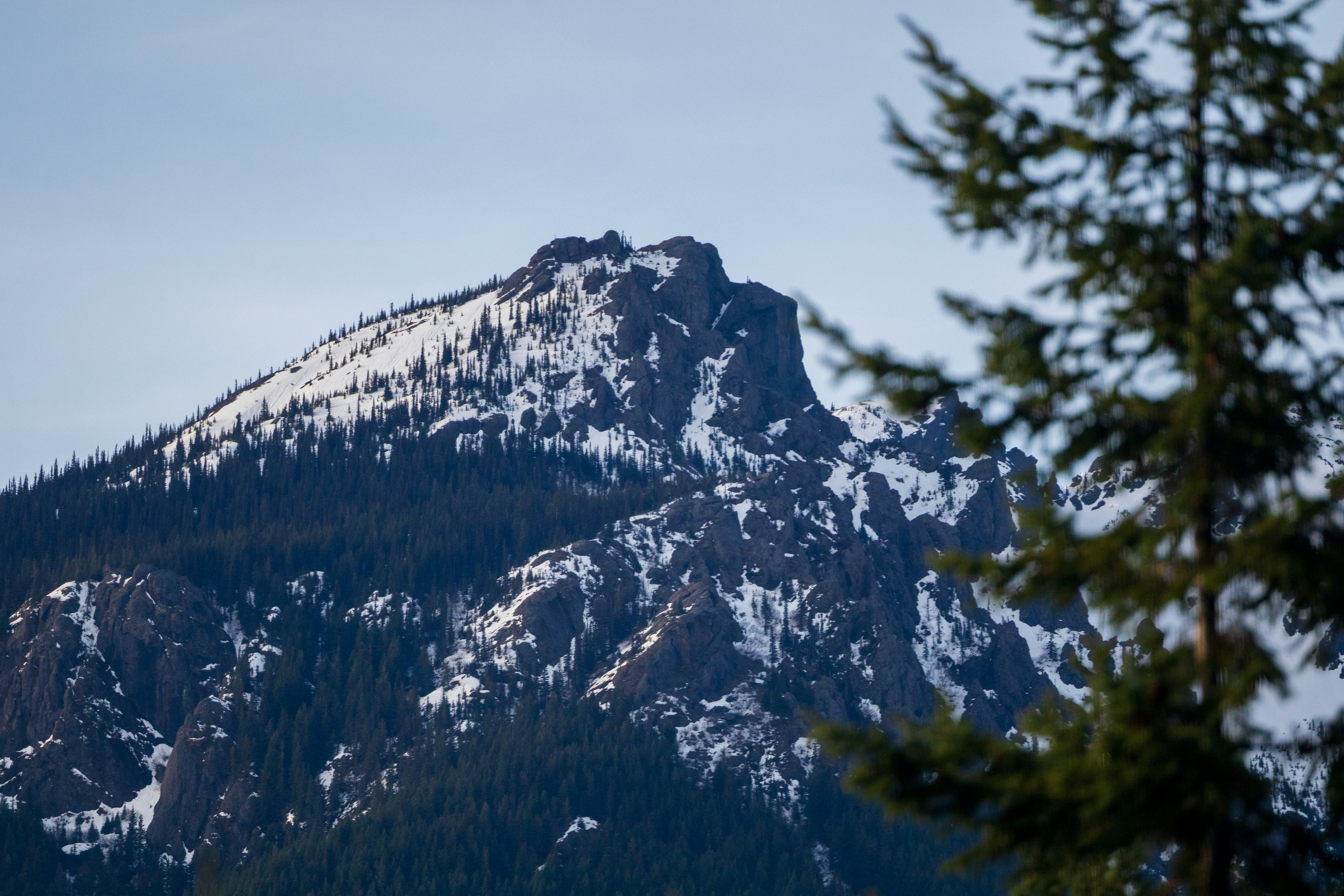 Snowy mountain peak with evergreen trees.