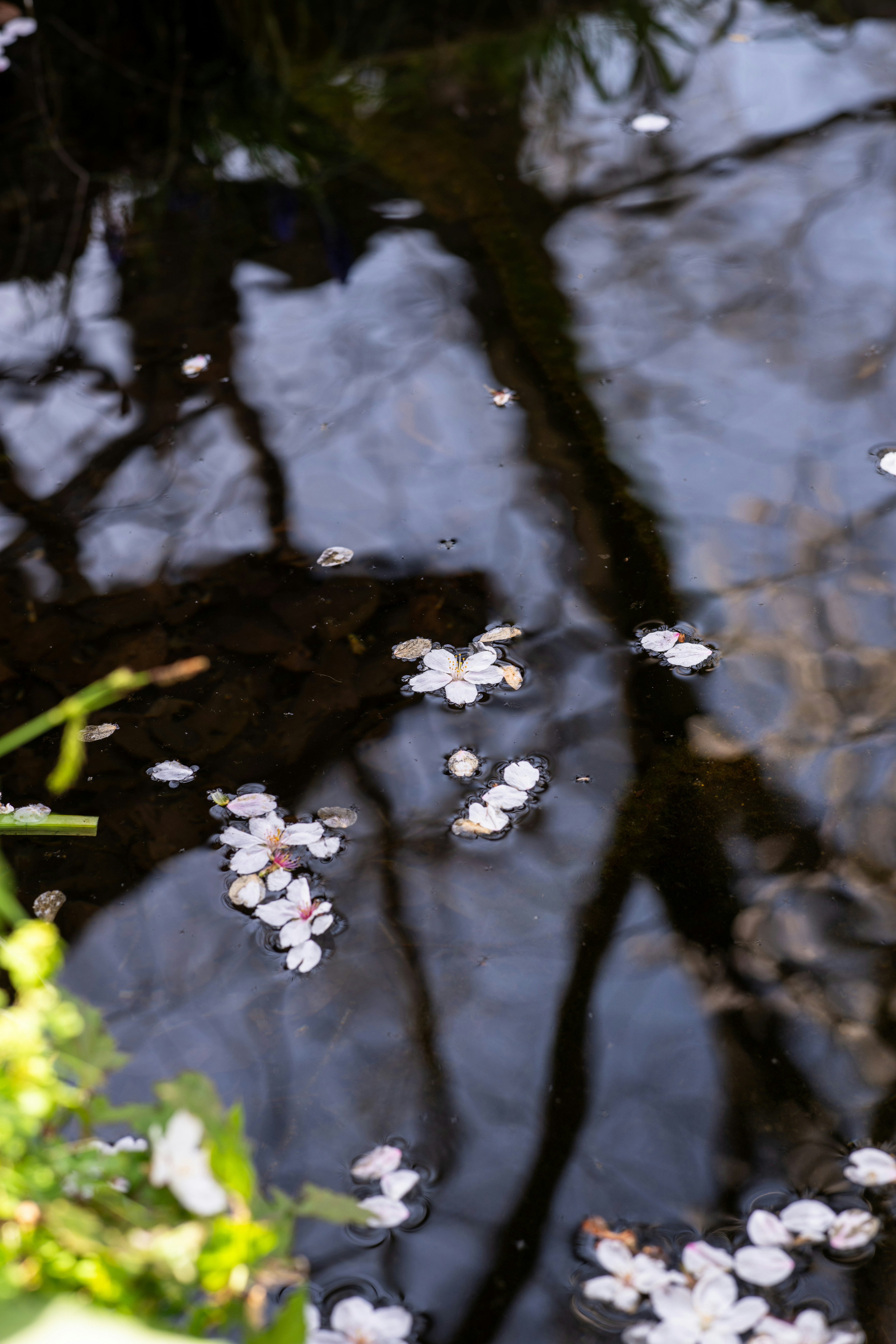 Petals on Quiet Reflections