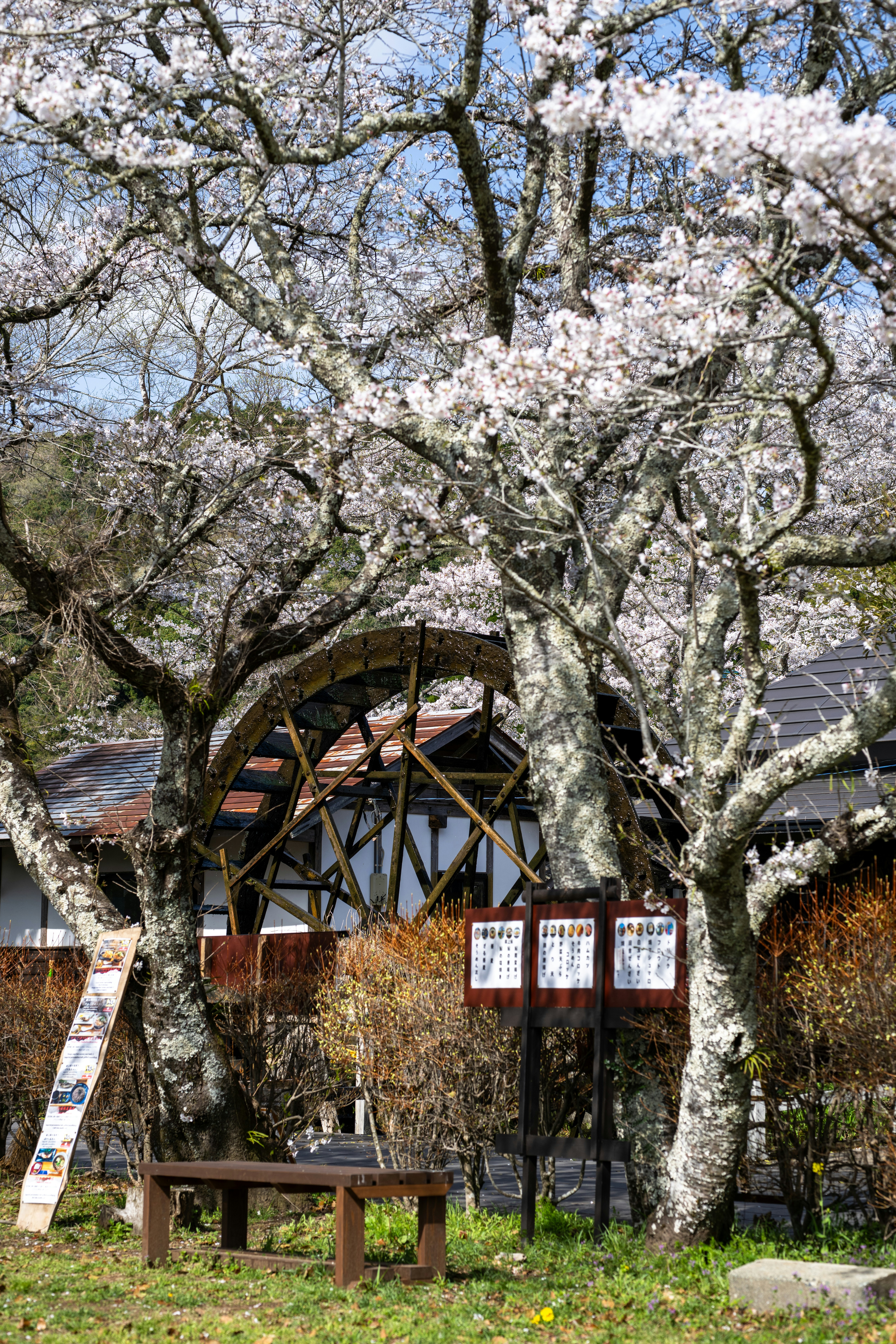 Cherry Blossom Canopy Over a Quiet Park Bench