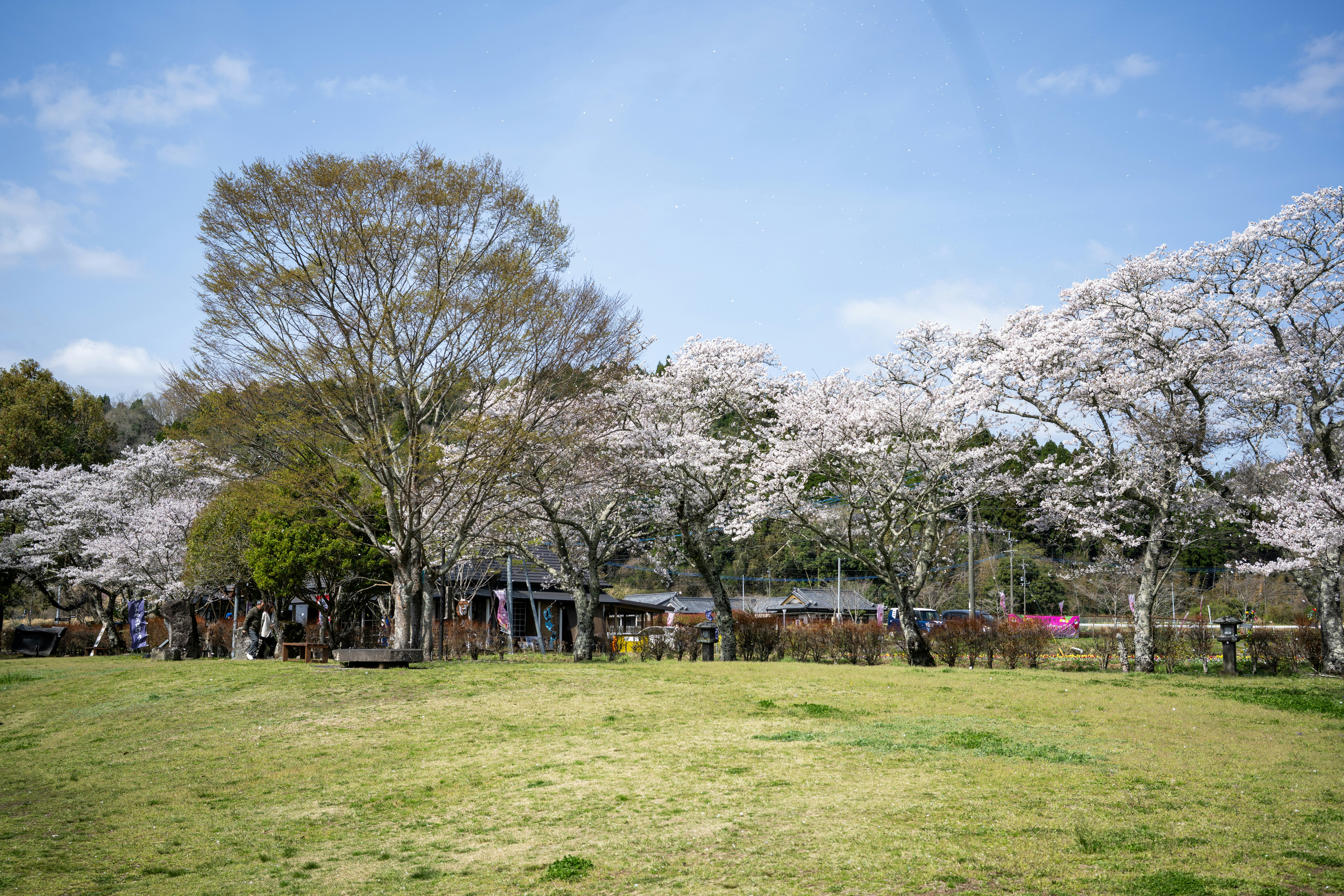 Springtime Serenity Under Cherry Blossoms
