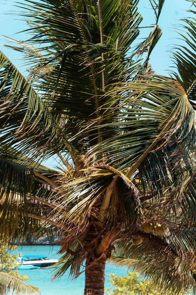 Central Palm Crown Framing a Crystal-Turquoise Lagoon