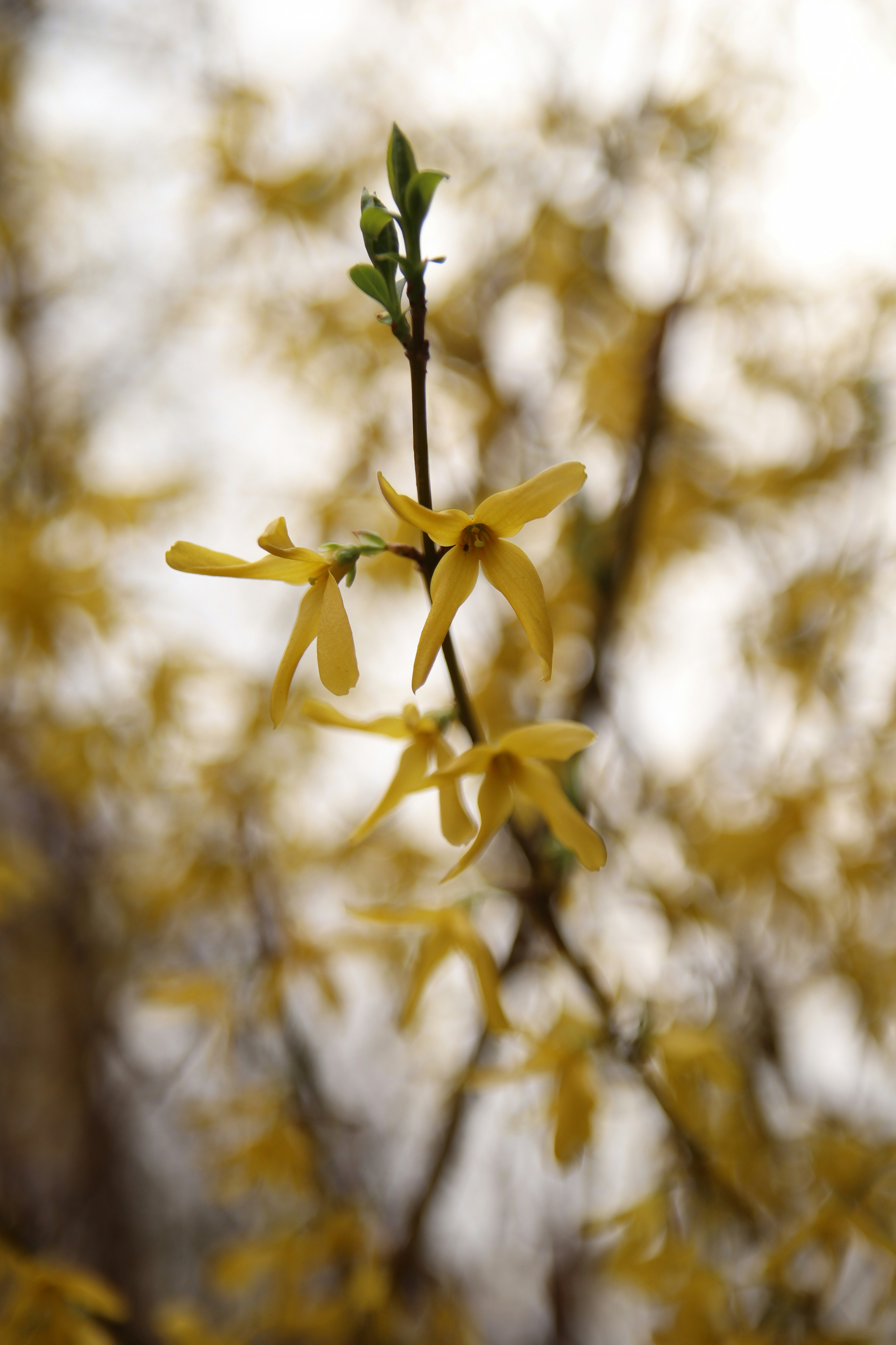 Lone Forsythia Bloom in a Whispering Spring Bokeh