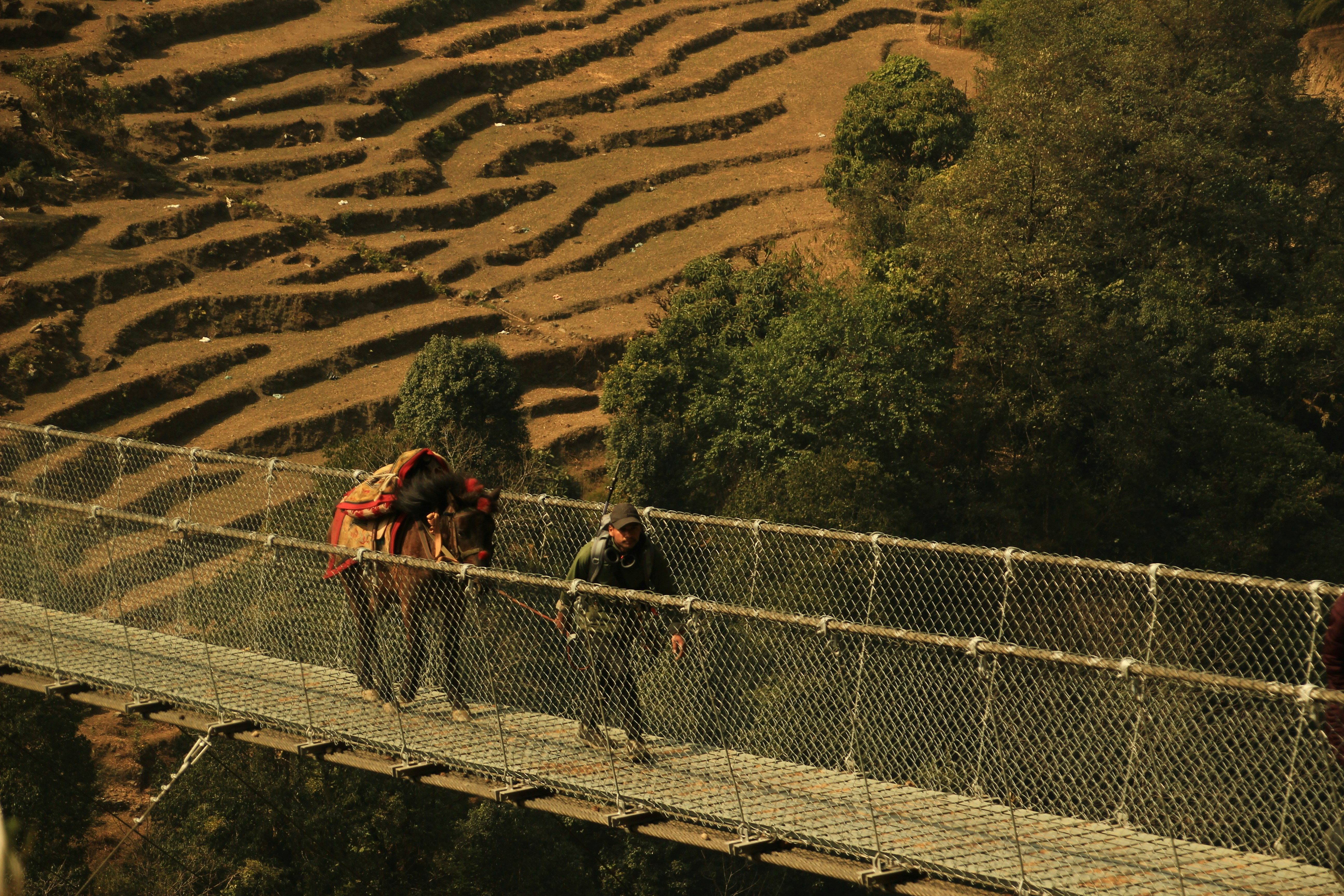 Donkey and person crossing a suspension bridge above terraced landscape under soft lighting.