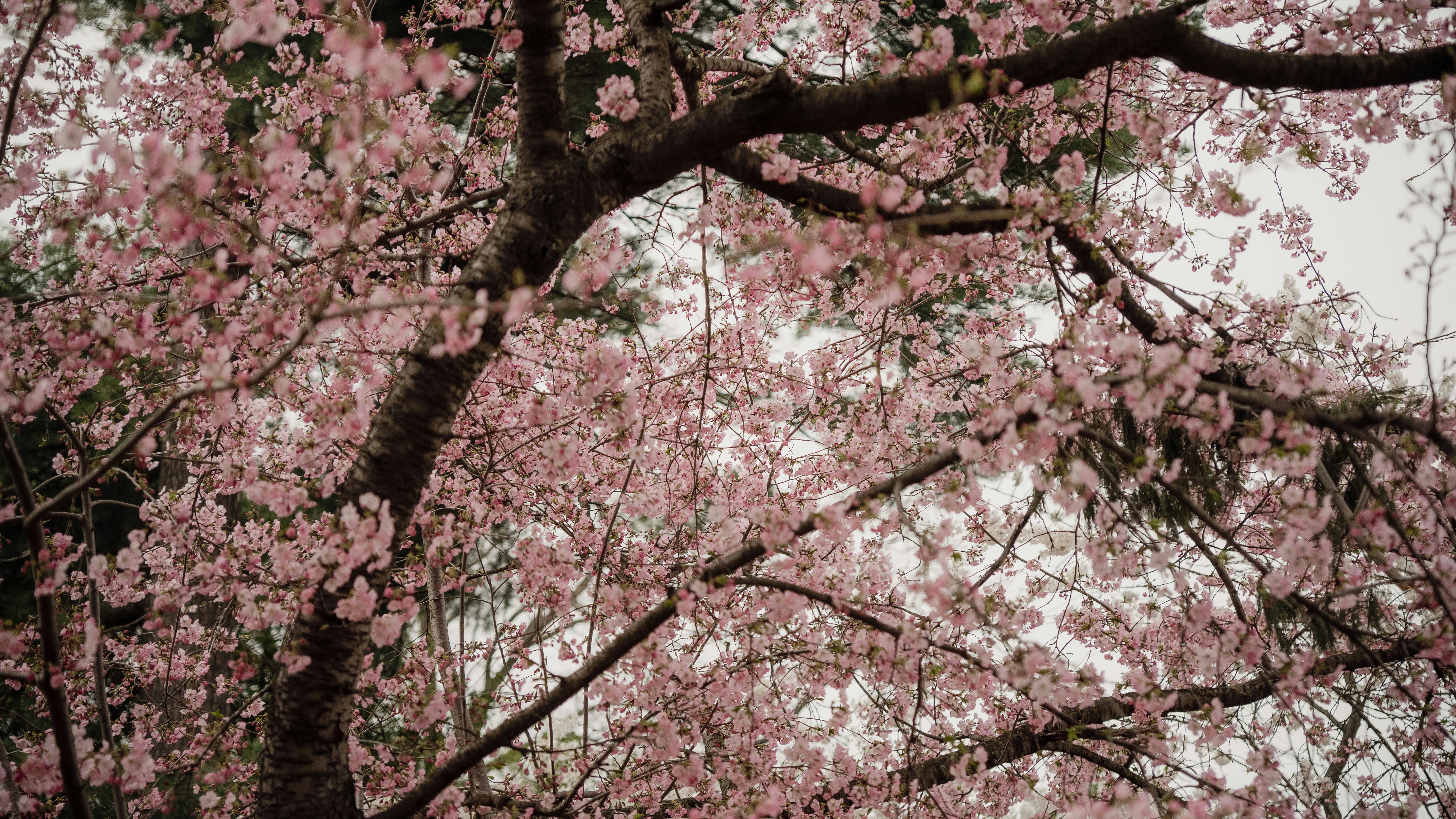 Branches of cherry blossoms in full bloom stretch across the frame against a soft sky.